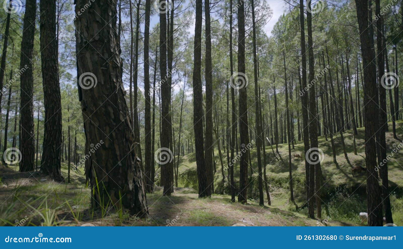 Tracking Shot with Slider Big Pine Tree Stock Footage - Video of ...