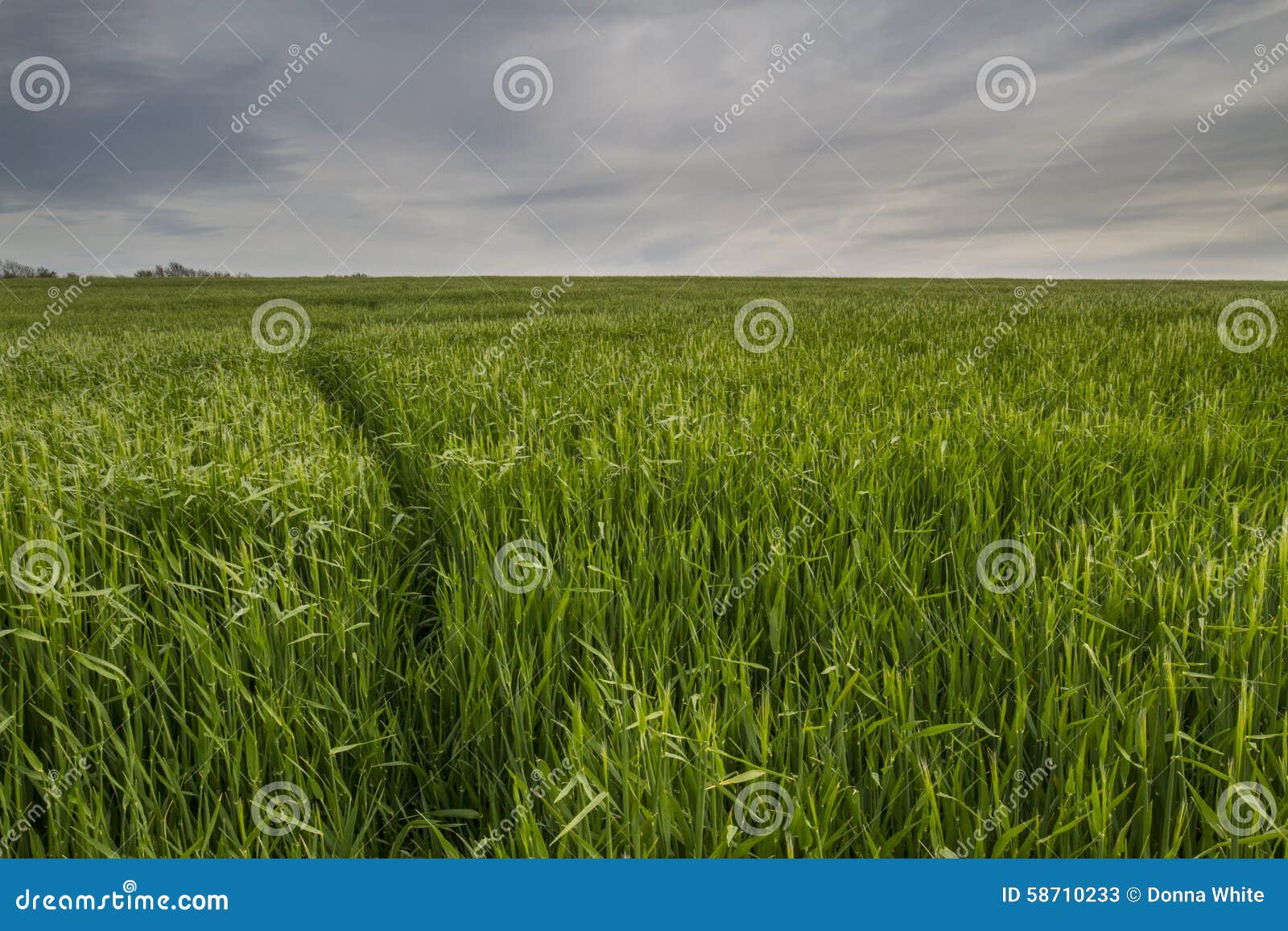 Tracks in crop field stock image. Image of track, picturesque - 58710233