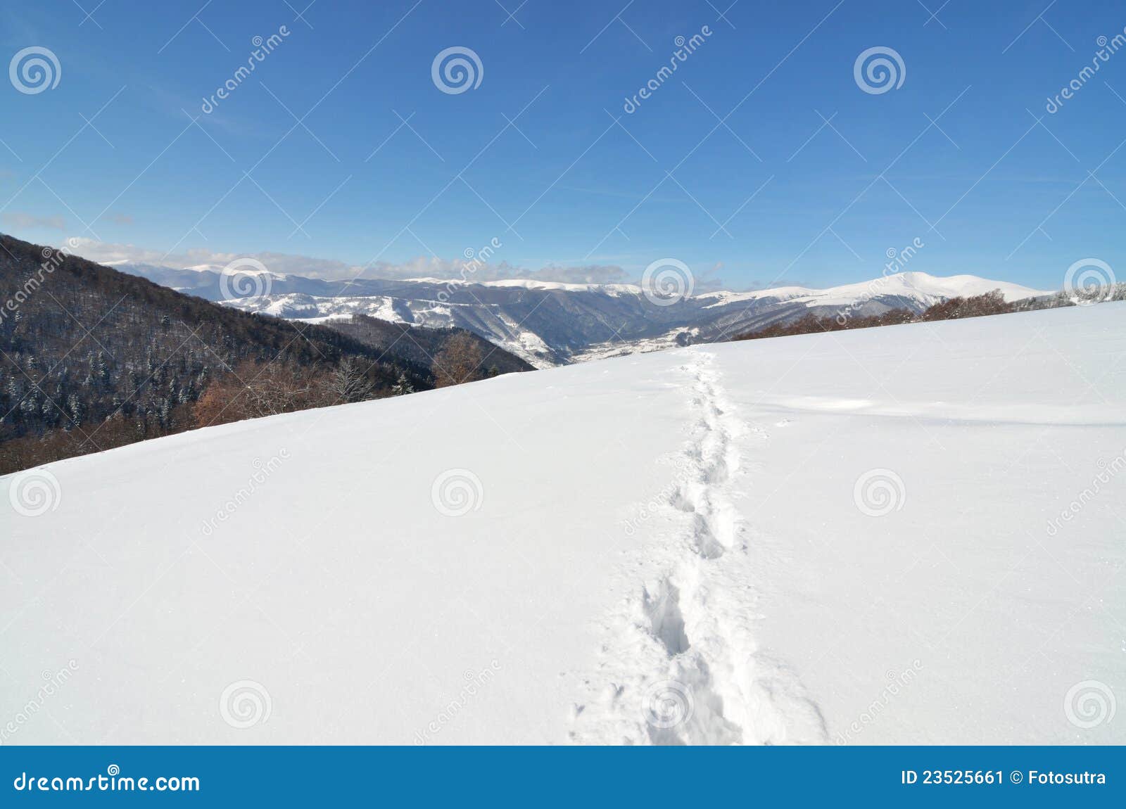 Tracks in deep snow stock image. Image of evening, february - 23525661