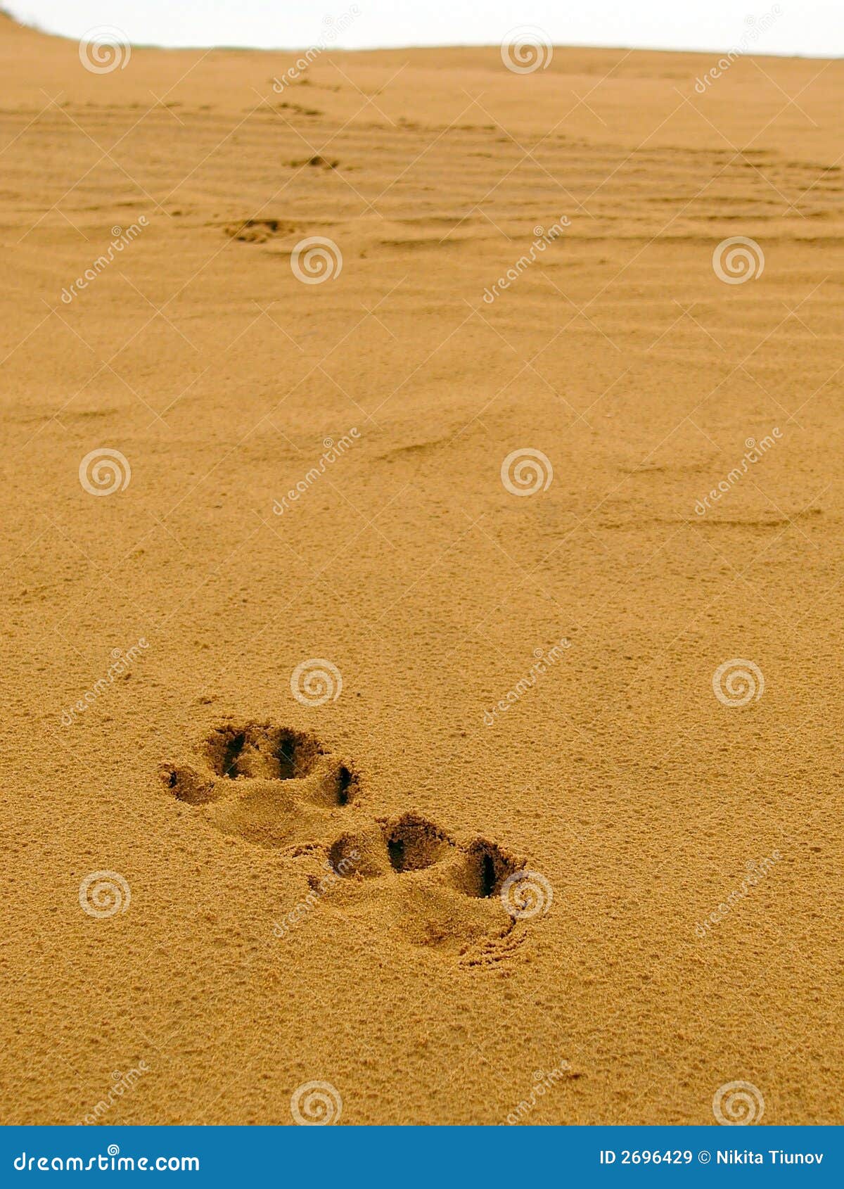 Tracks in desert stock image. Image of pets, journey, canine - 2696429