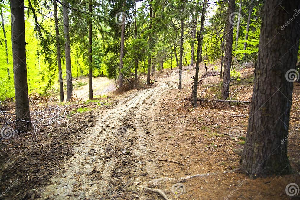 Tracks in forest stock photo. Image of natural, dense - 5094742