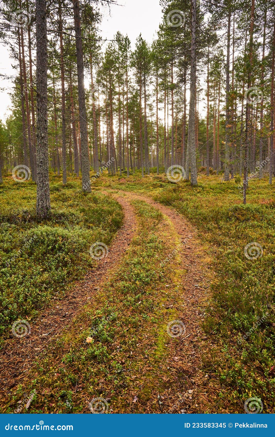 Tracks in forest stock image. Image of fall, lokakuu - 233583345