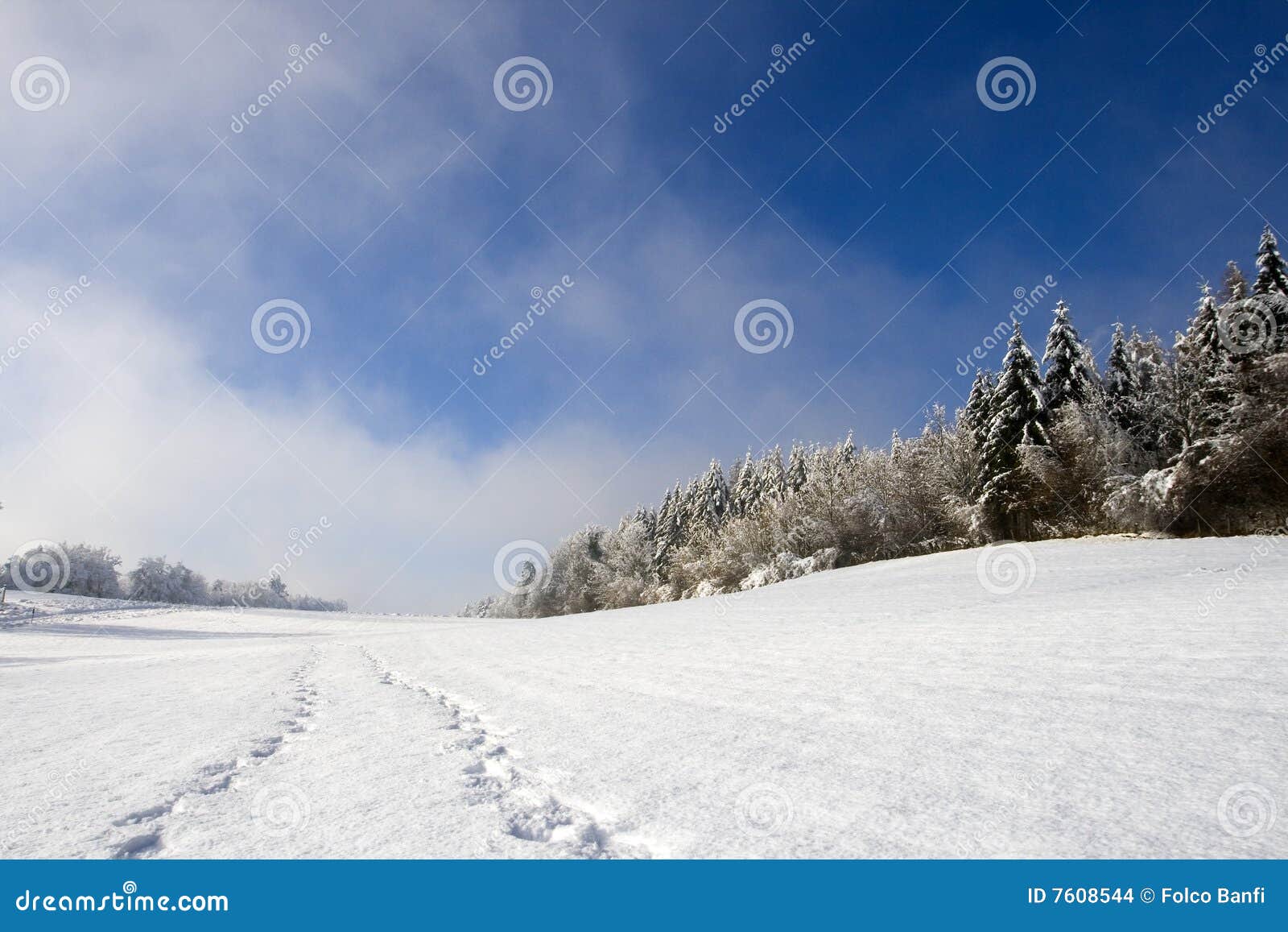 Tracks in the fresh snow stock photo. Image of misty, outdoors - 7608544
