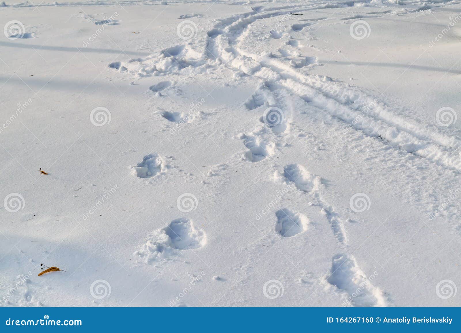 Tracks on Fresh White Snow. Closeup. Light Gray and White Background ...