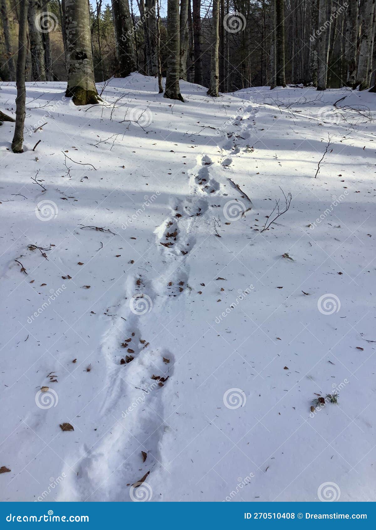 Footprints in the Snow on the Forest Path Stock Photo - Image of plant ...