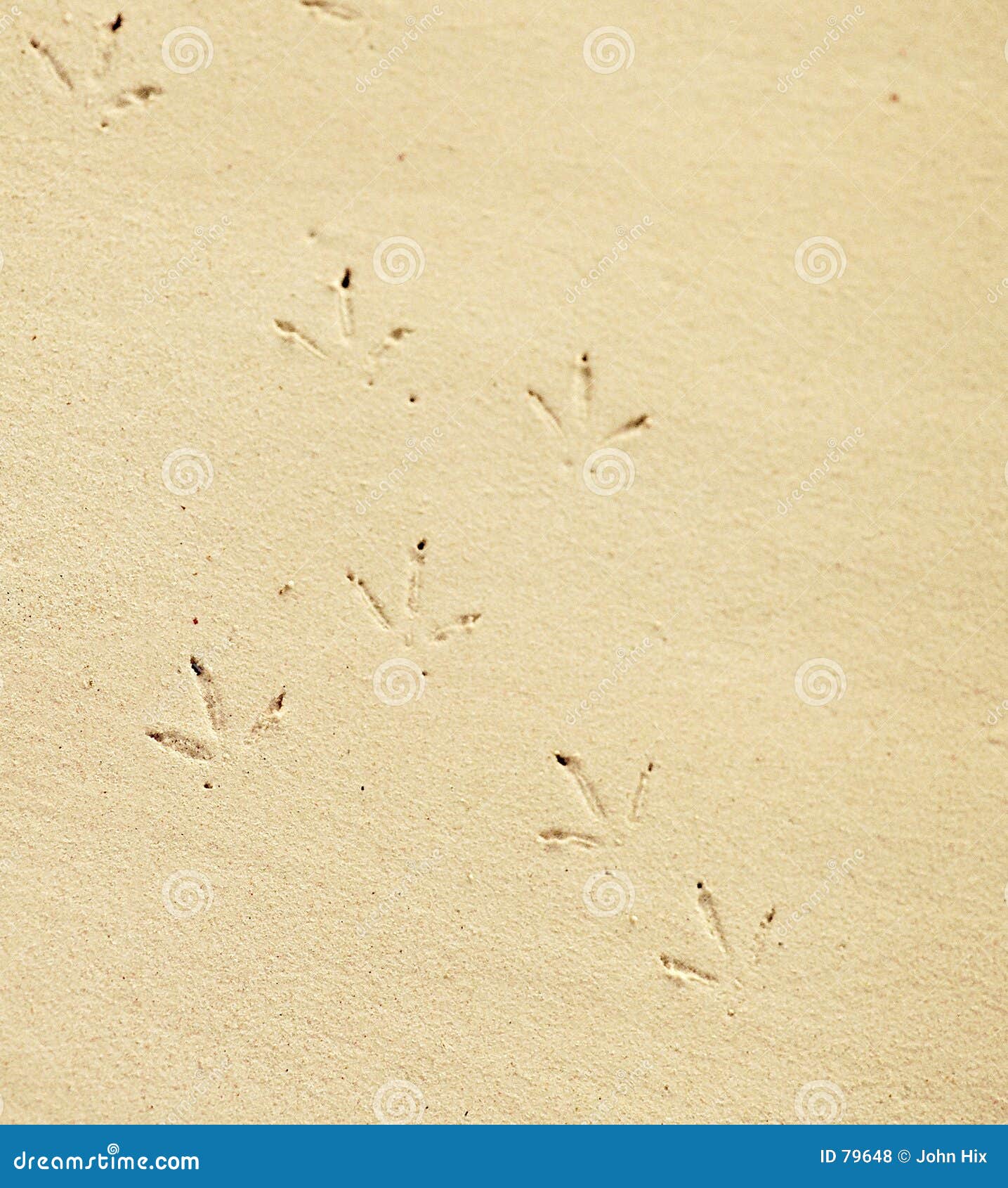 Tracks in the sand stock photo. Image of claws, footprint - 79648