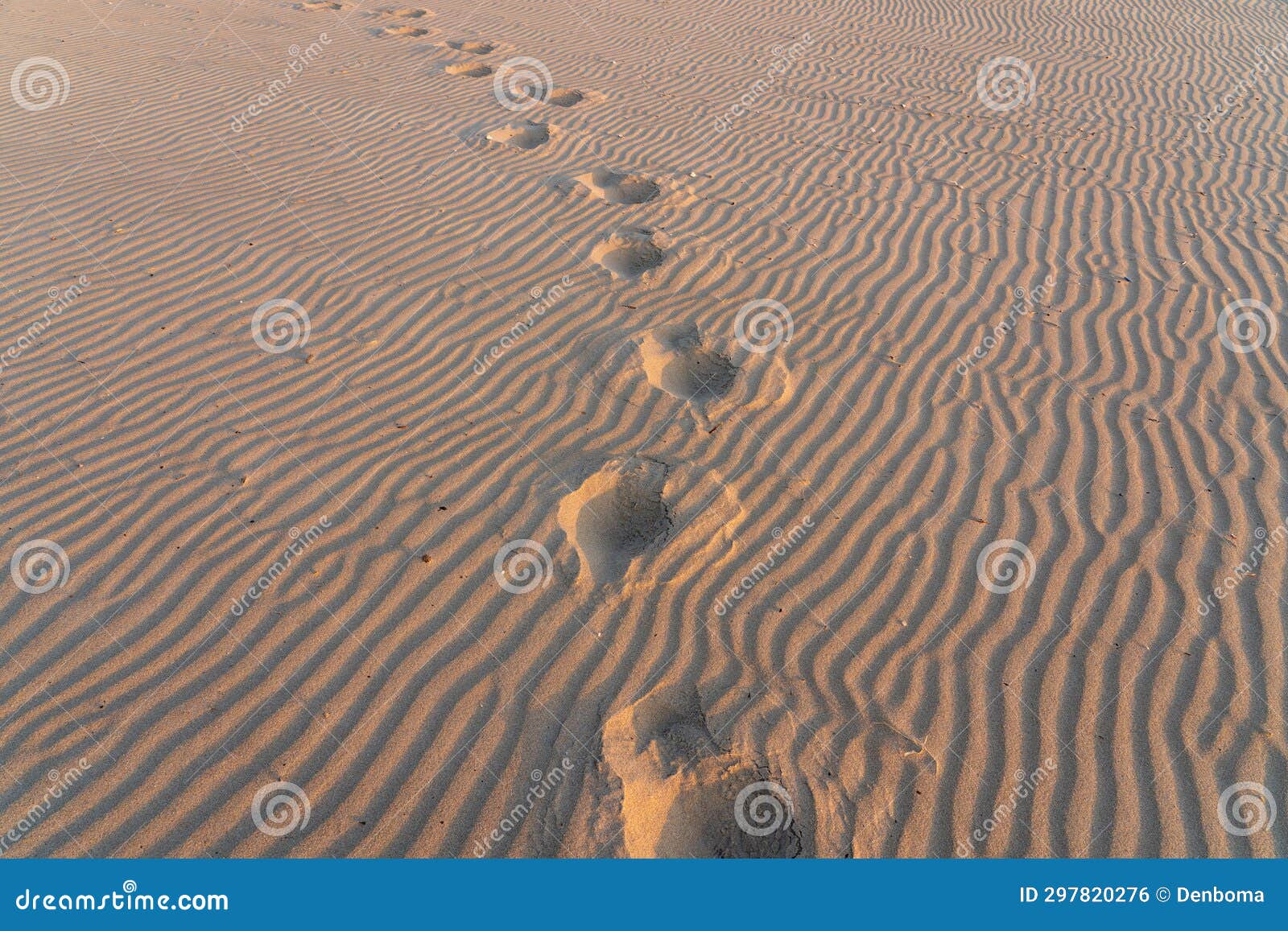 Tracks in the sand stock photo. Image of travel, wheel - 297820276