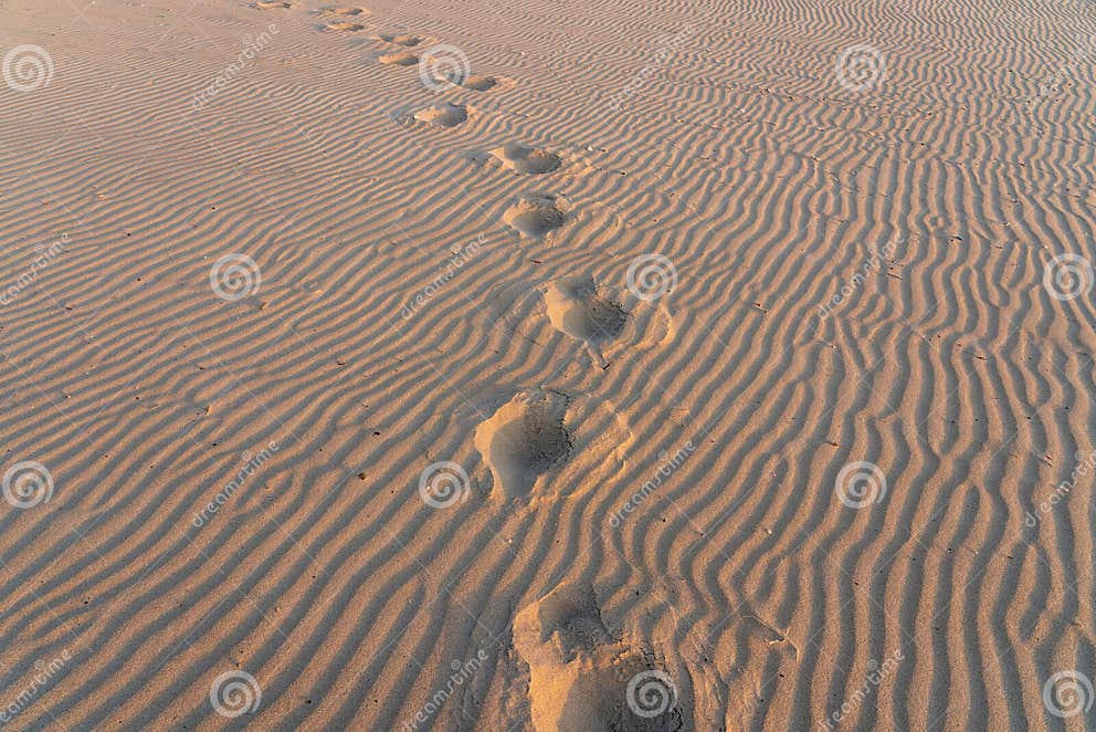 Tracks in the sand stock photo. Image of travel, wheel - 297820276