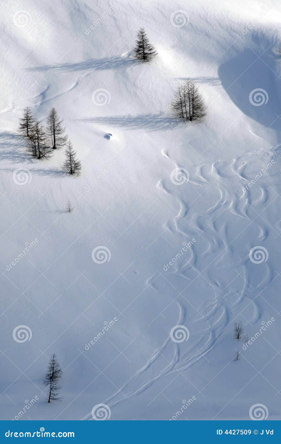 Tracks of Skiers between the Trees Stock Image - Image of majestic ...