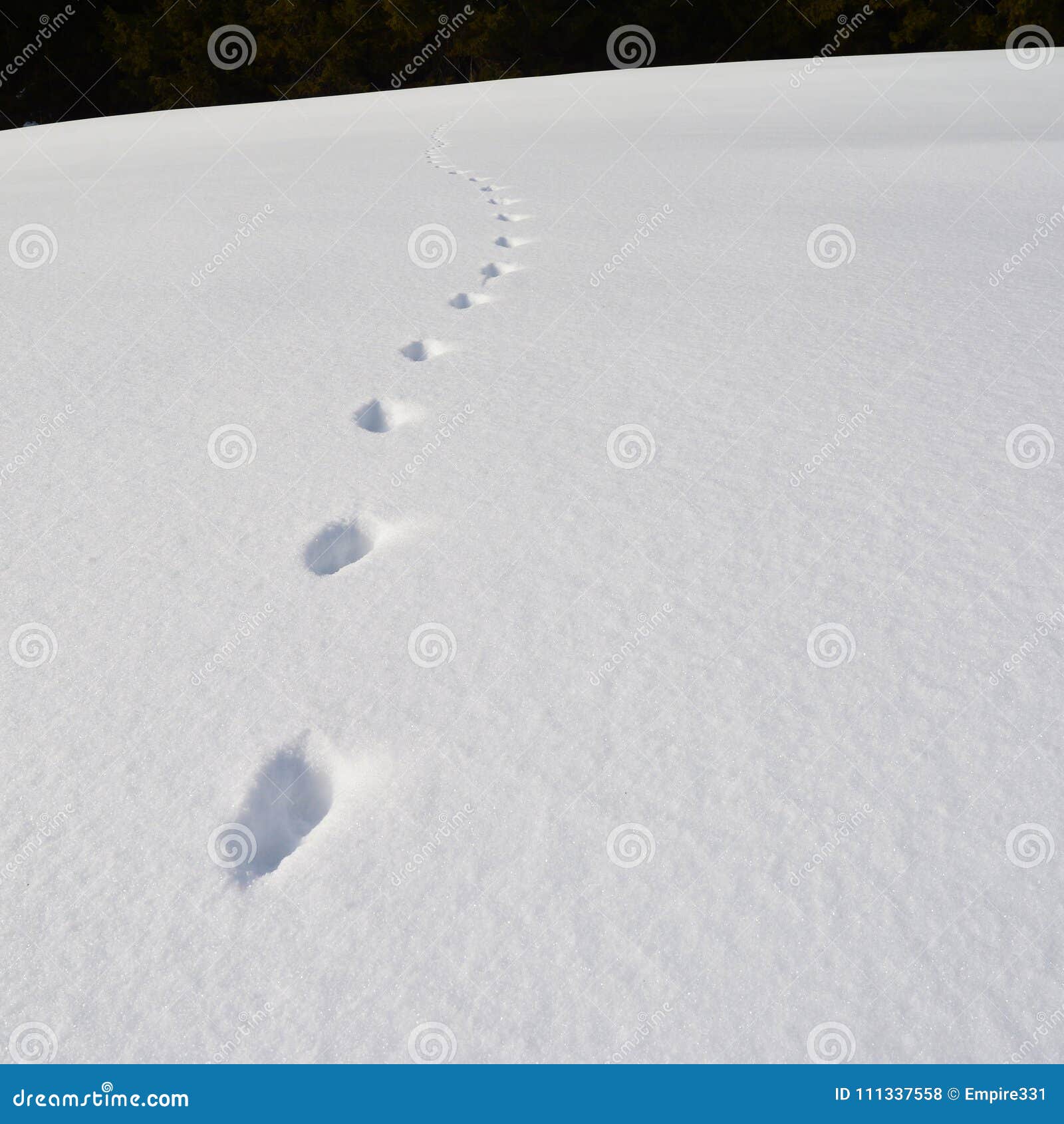 Tracks in snow stock photo. Image of snow, winter, scenic - 111337558