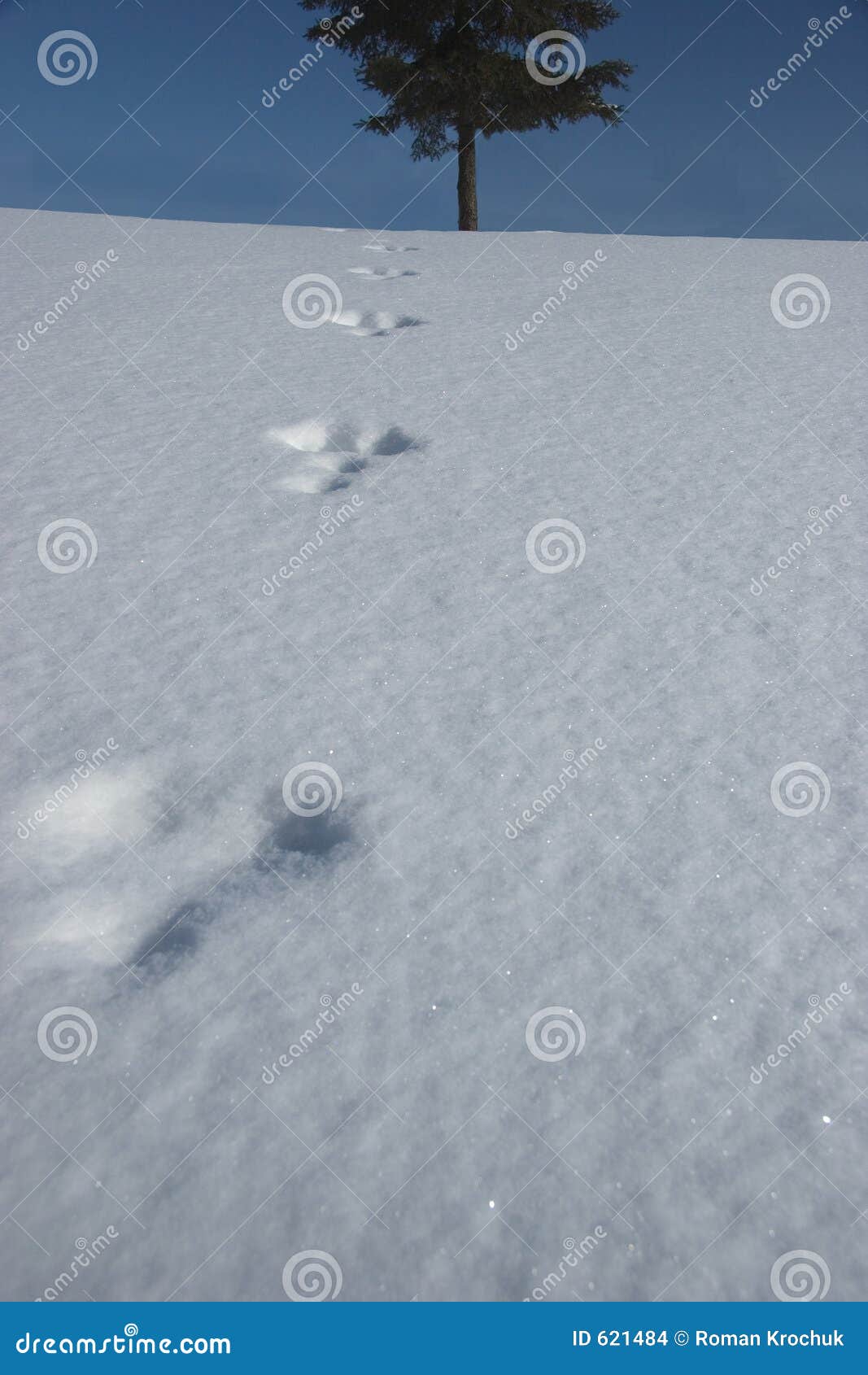 Tracks in the Snow Towards a Tree Stock Photo - Image of track, surface ...