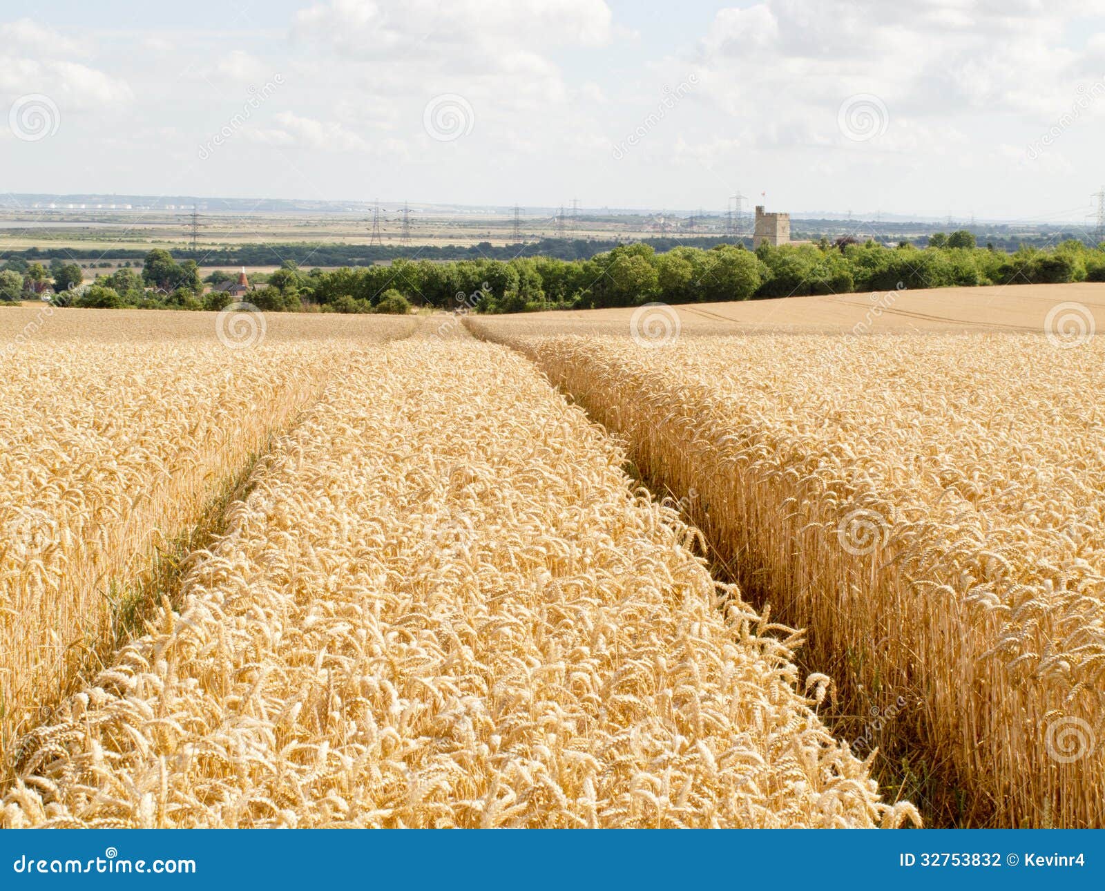 Tracks through the Wheat stock photo. Image of agriculture - 32753832