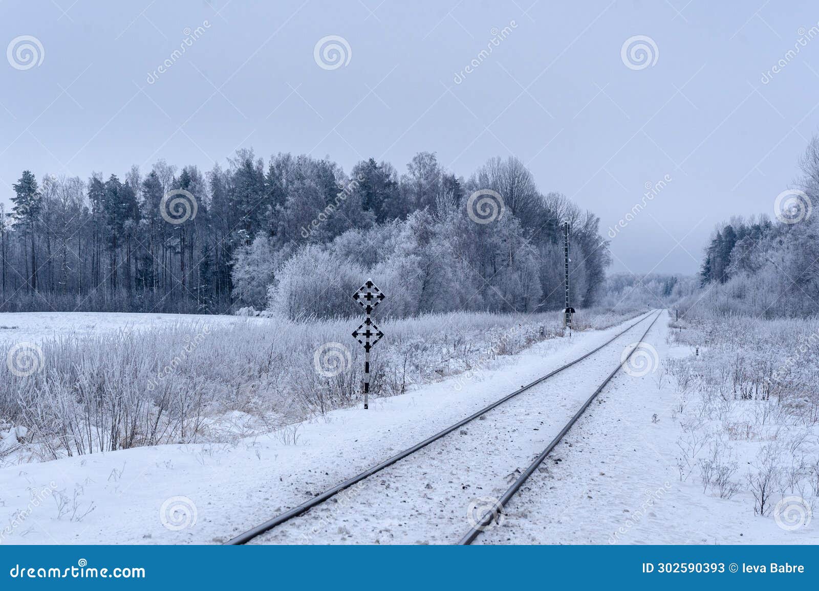 Tracks in Winter, Frostbitten Trees and Fields in Extreme Cold Stock ...