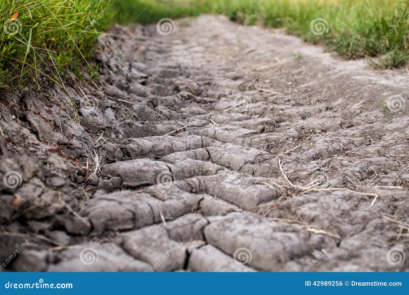 Tracktor rut stock photo. Image of summer, tire, growth - 42989256