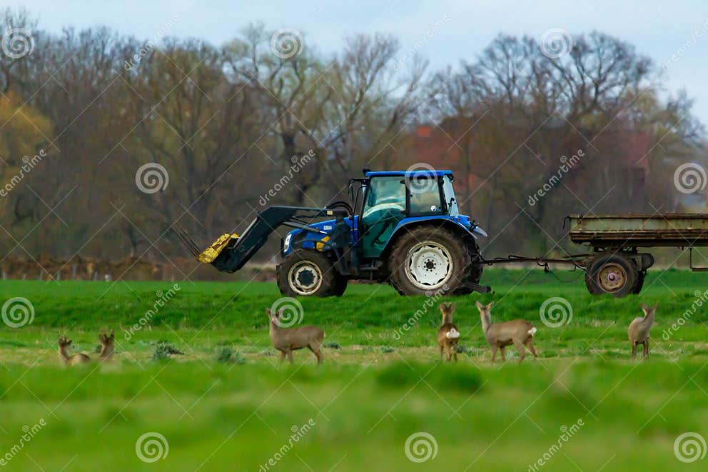 Tracktor with Trailer on the Edge of the Field with Wild Animals in the ... Tracktor with Trailer on the Edge of the Field with Wild Animals in the ...