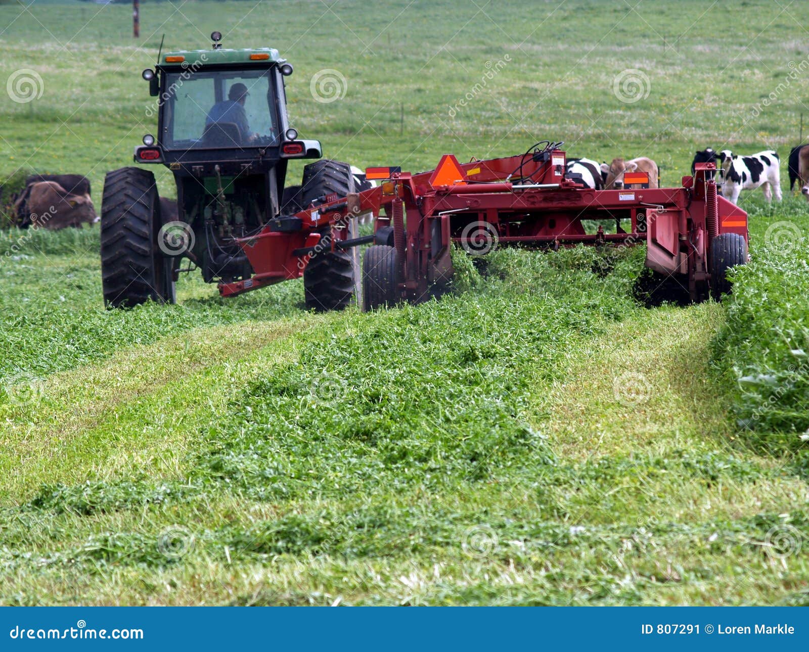 Tractor stock image. Image of raise, cattle, growing, sheep - 807291