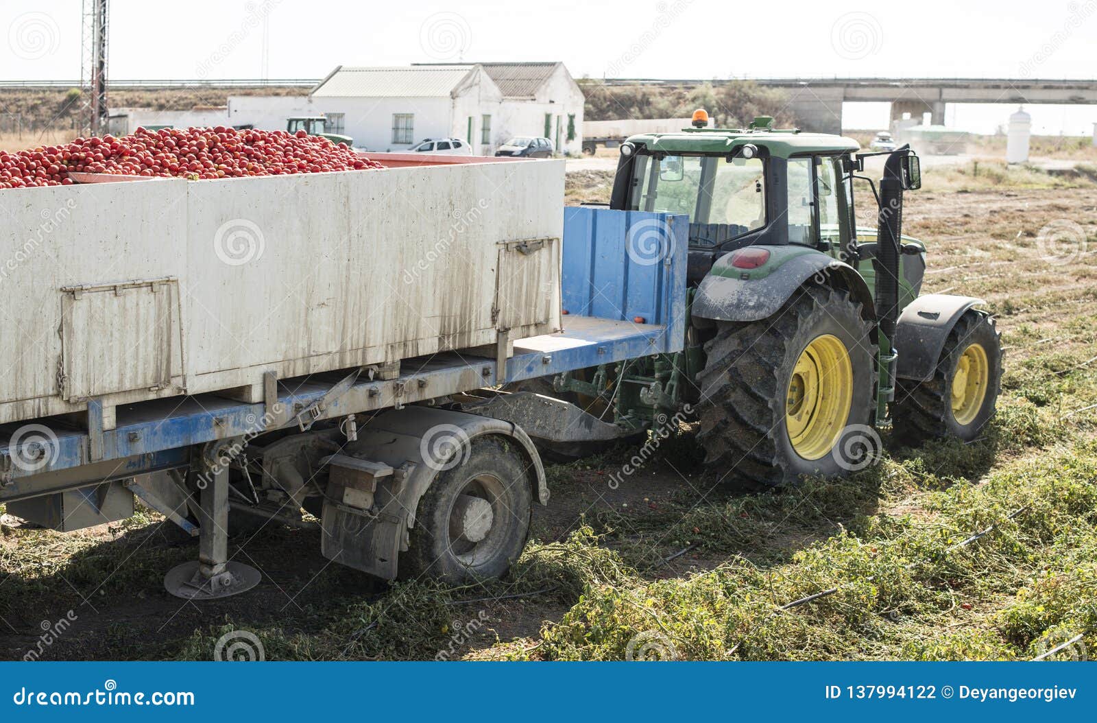 Tractor collect tomatoes stock photo. Image of farming - 137994122