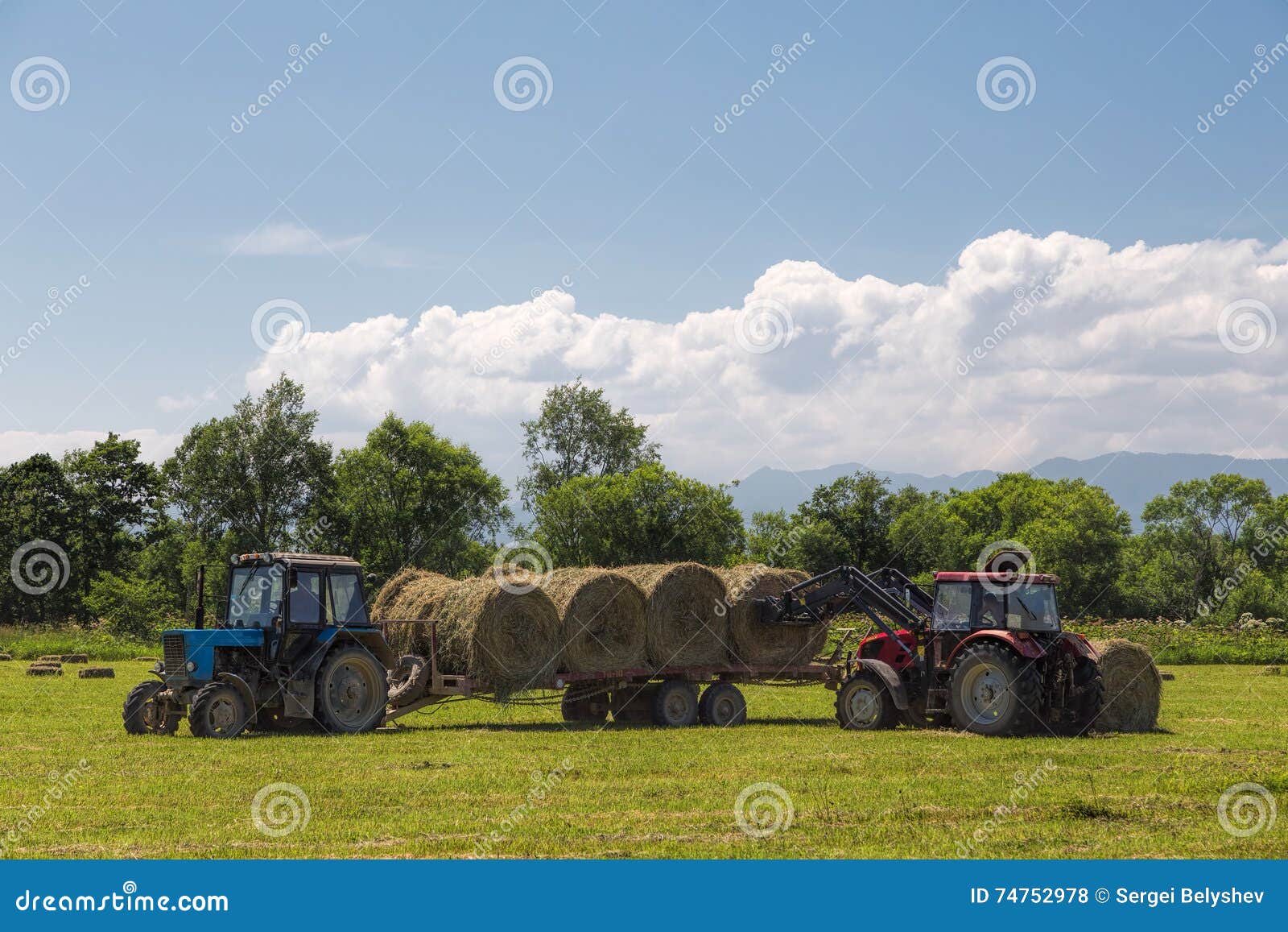 Tractor Collecting Straw Bales Stock Photo - Image of bale, tractor ...