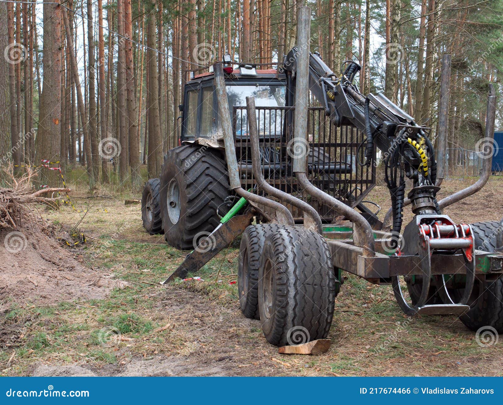 A Tractor that Collects Felled Trees Stands in Front, a Tree Cutting ...