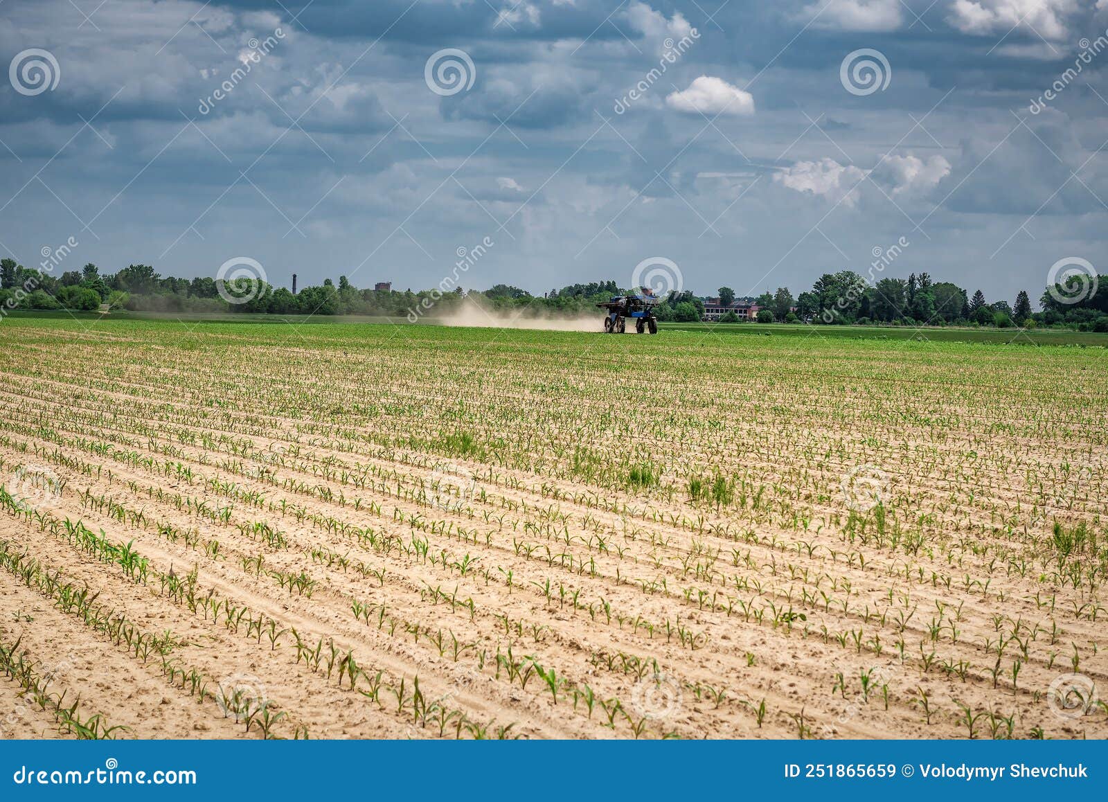 Tractor in the Corn Maize Field Stock Image - Image of cornfield ...
