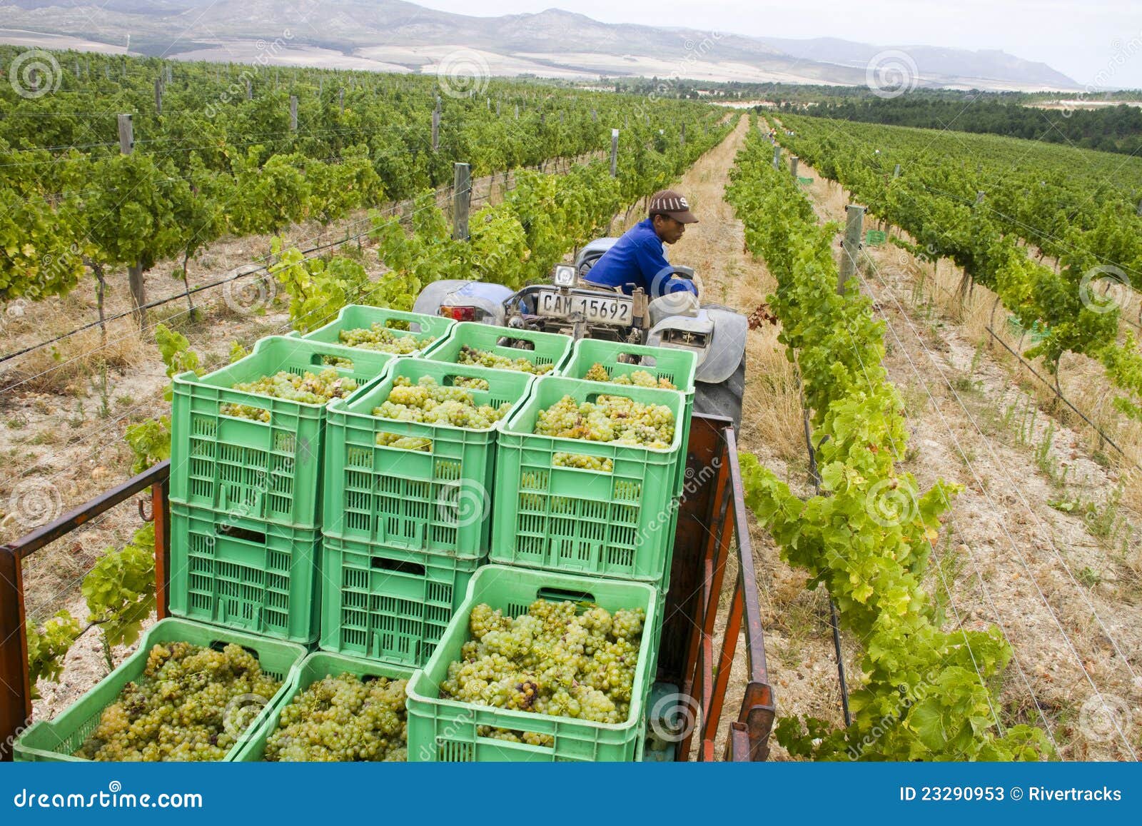 Tractor with Crates of Harvested Green Grapes Editorial Stock Photo ...
