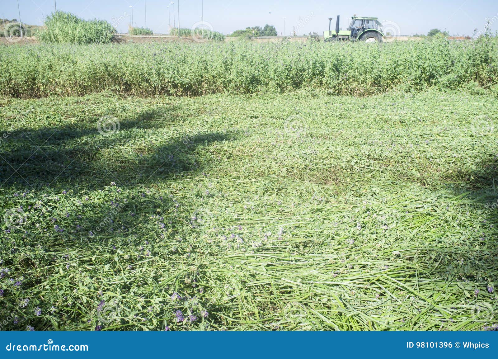 Tractor Cutting and Swathing Alfalfa Stock Photo - Image of leaves ...