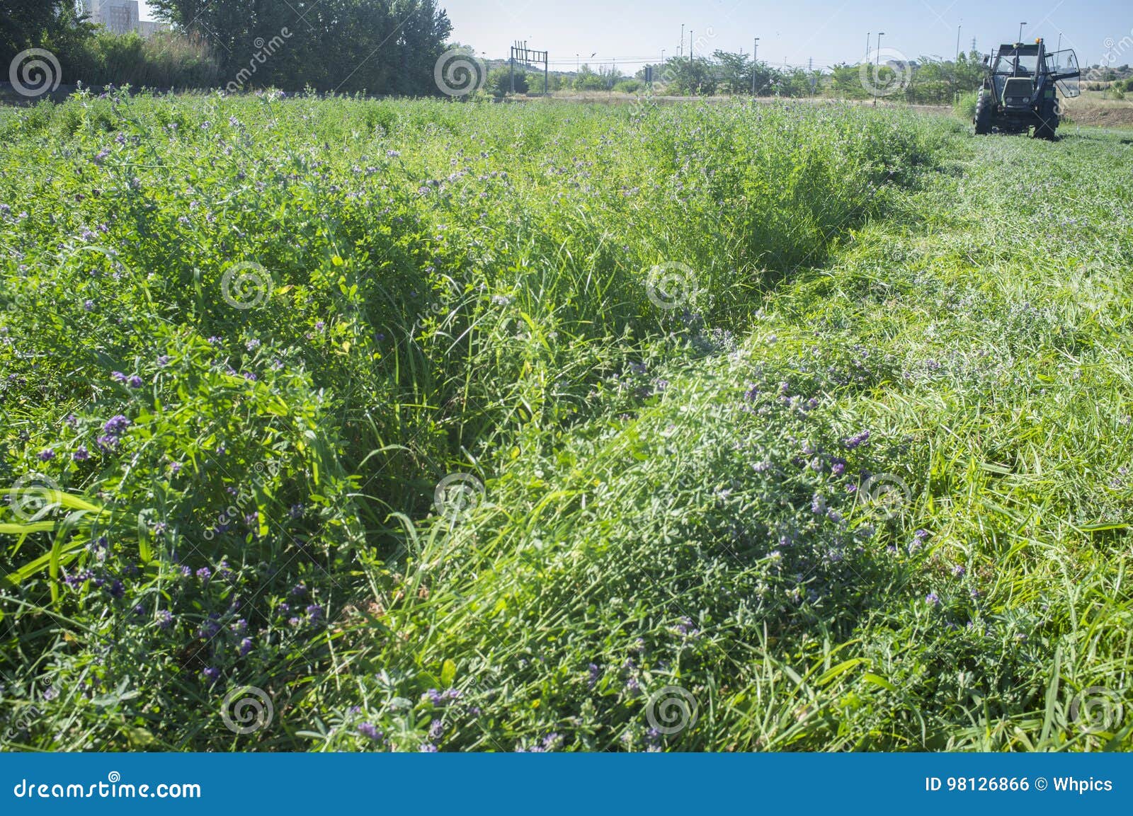 Tractor Cutting and Swathing Alfalfa Stock Photo - Image of flowering ...