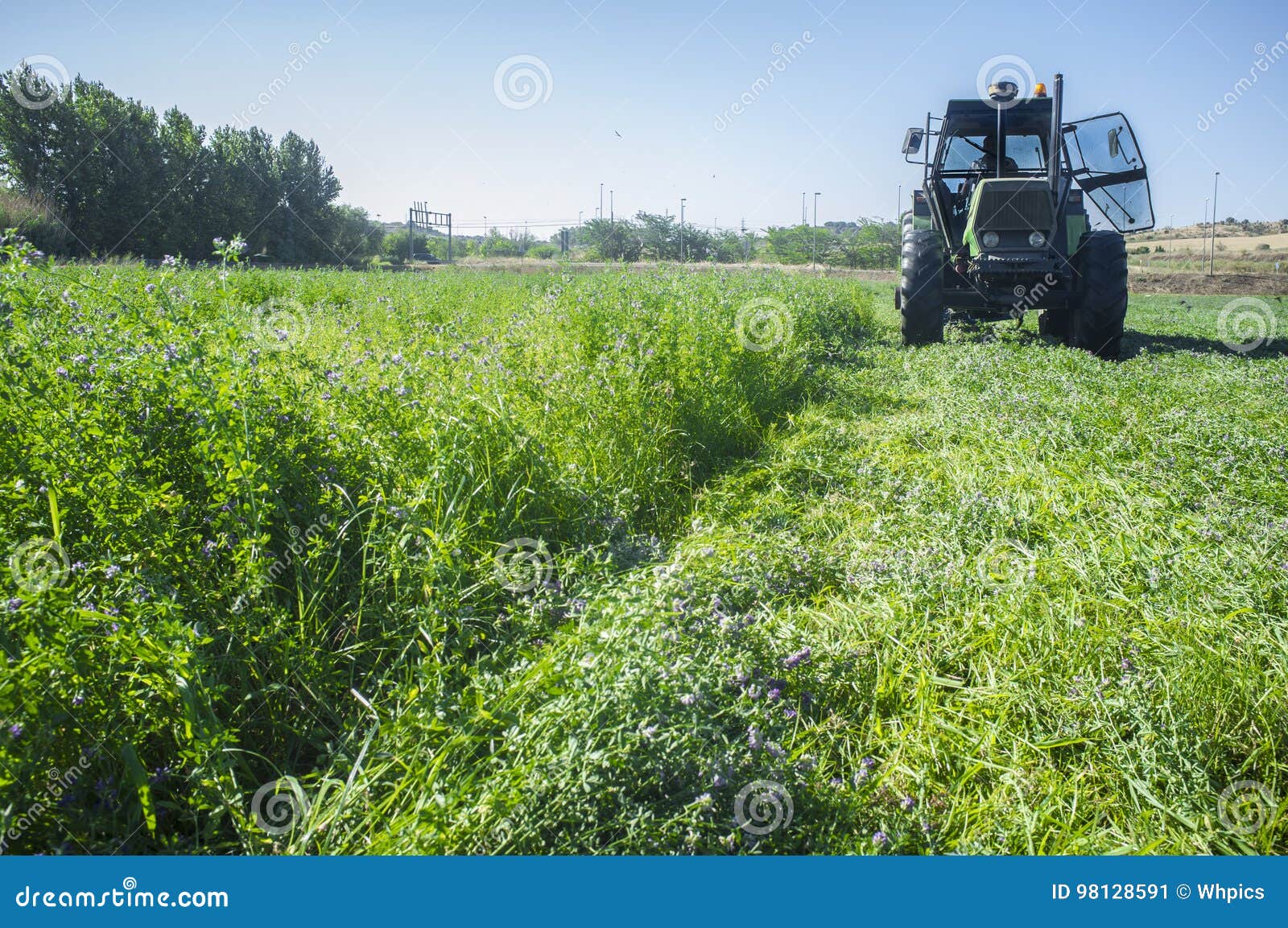 Tractor Cutting and Swathing Alfalfa Stock Image - Image of forage ...