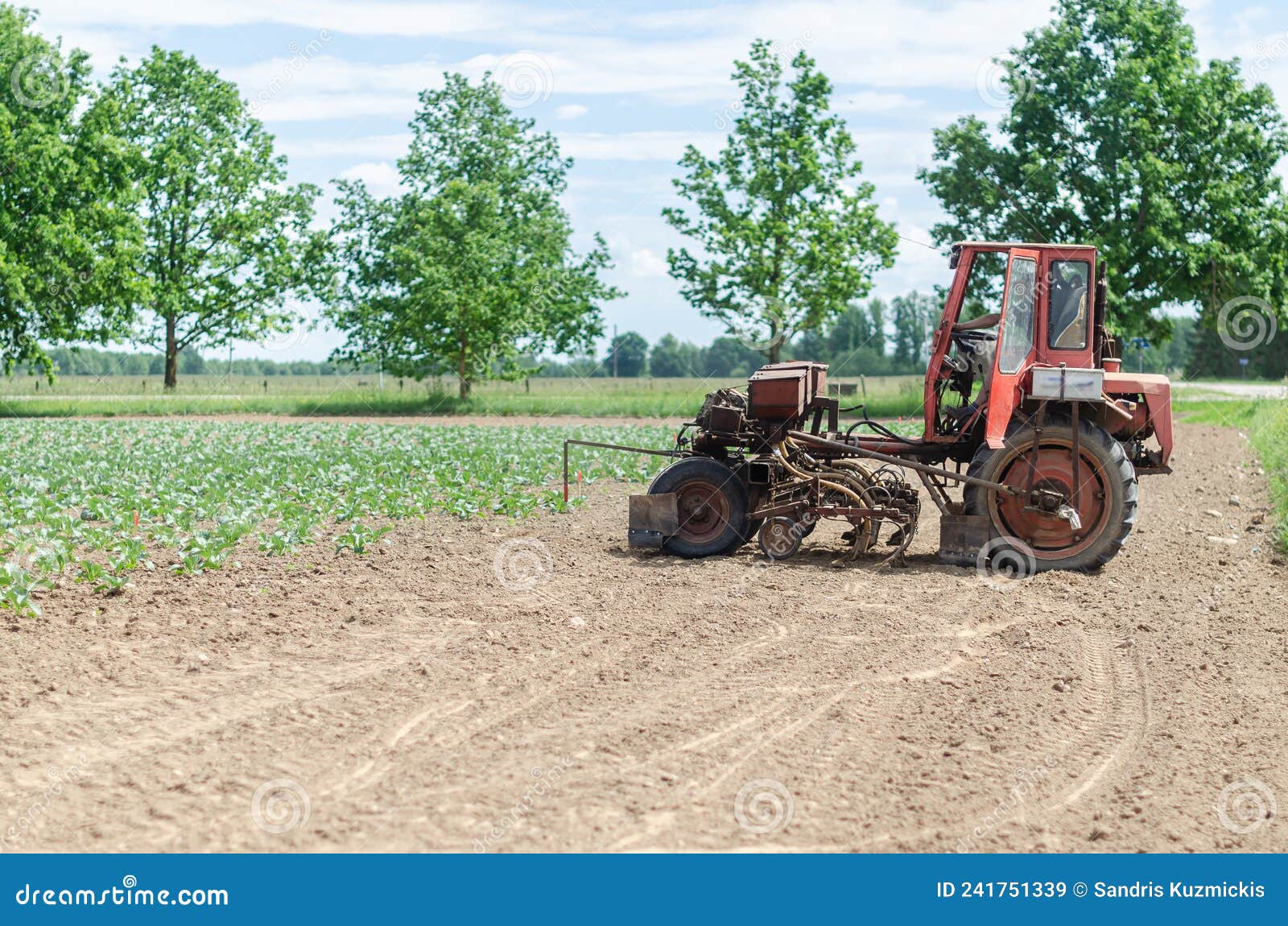 A Tractor Driver Cultivates a New Cabbage Field with a Tractor Stock ...
