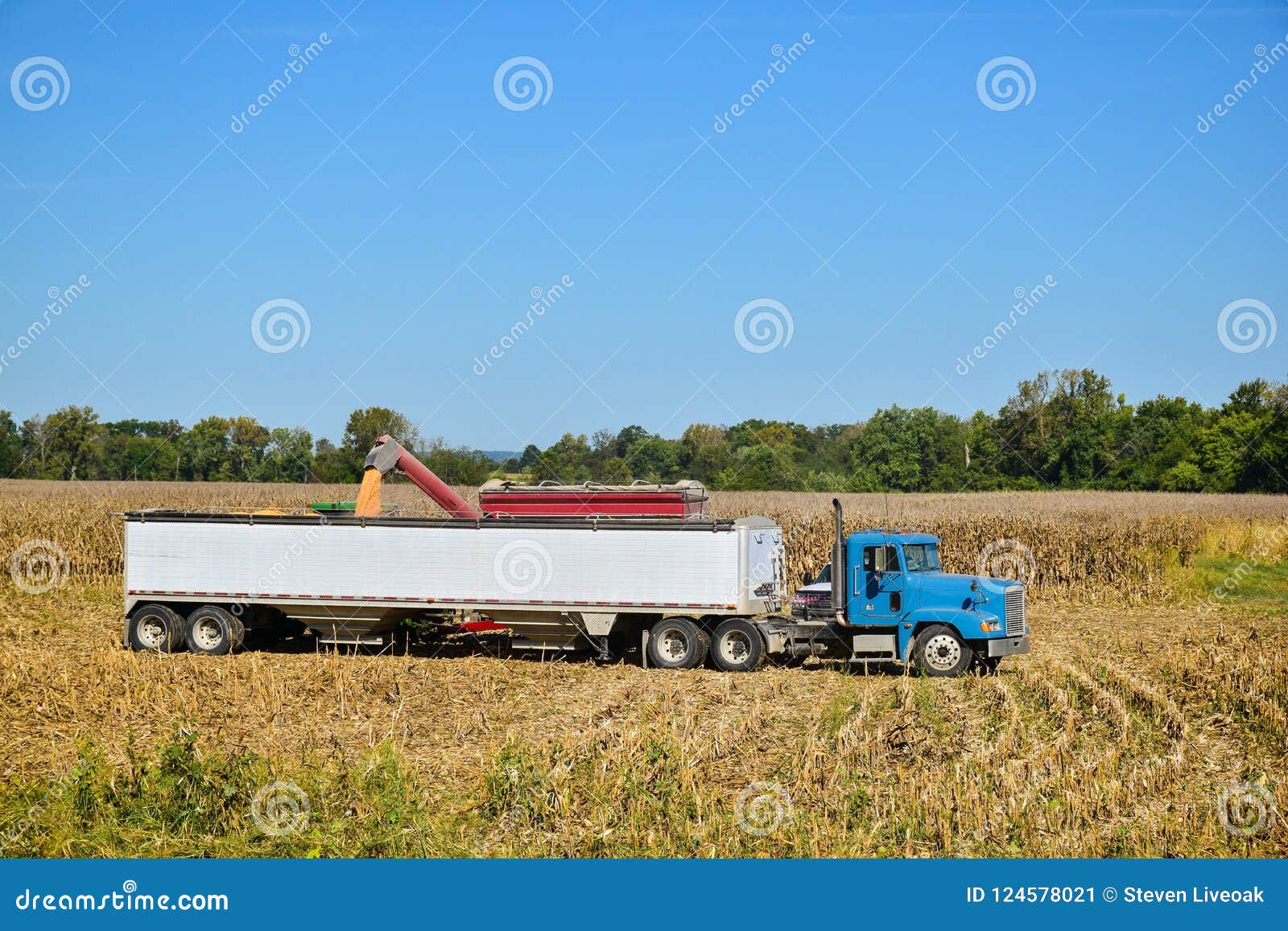 Tractor Emptying Its Load of Harvested Corn Stock Image - Image of farm ...