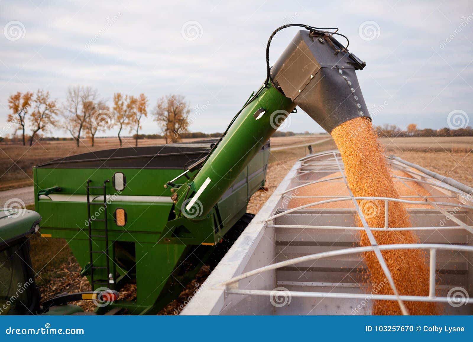 Tractor Emptying Its Load of Harvested Maize Stock Photo - Image of ...