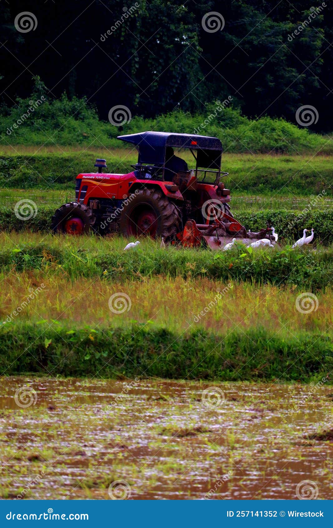 Tractor in the farm field editorial photography. Image of food - 257141352