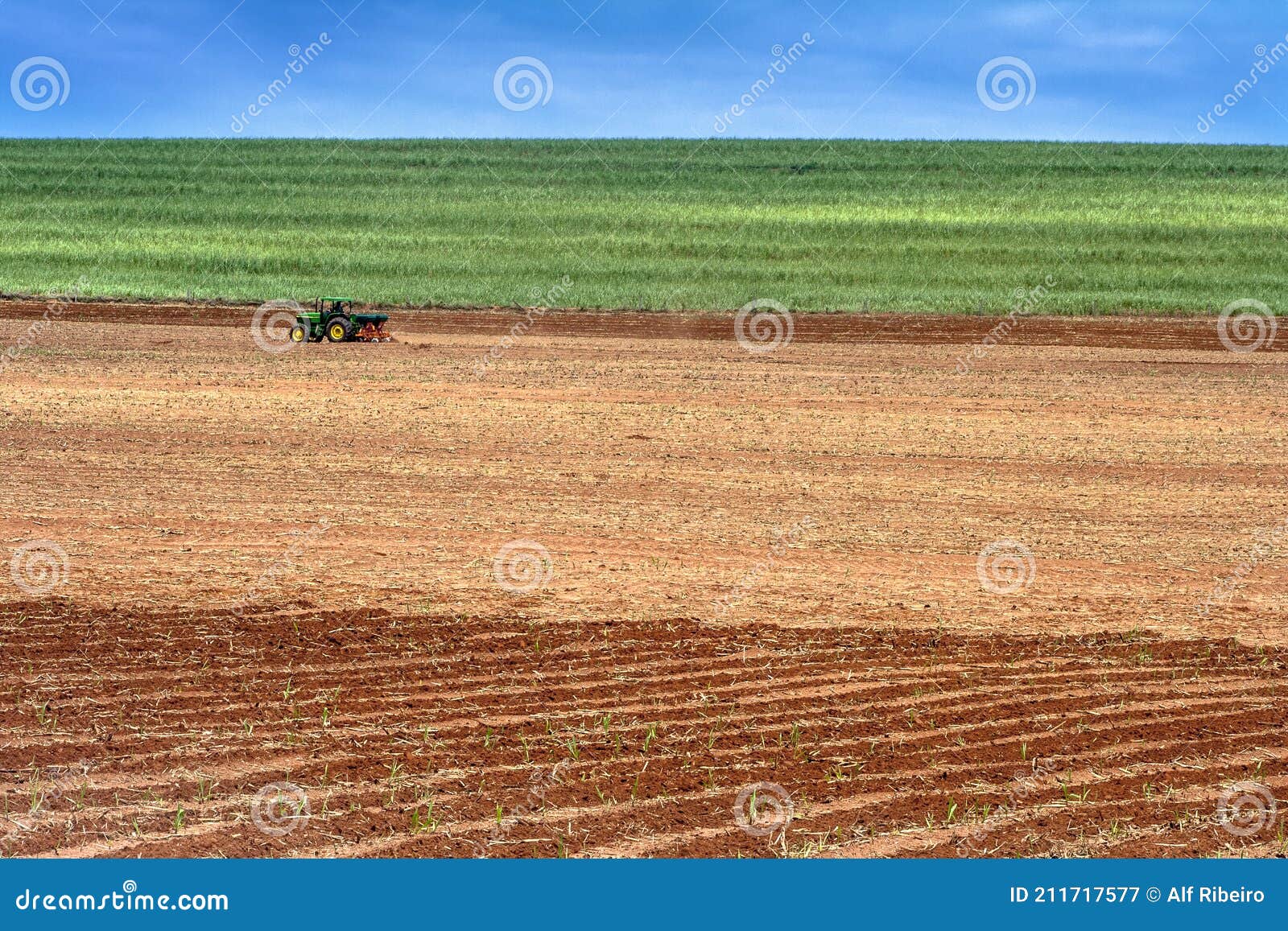 Tractor and Fertilizer Spreader in Sugar Cane Field Editorial ...