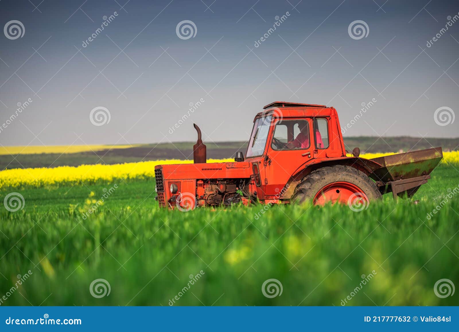 Tractor with Farmer Fertilizing Wheat Field Stock Photo - Image of ...