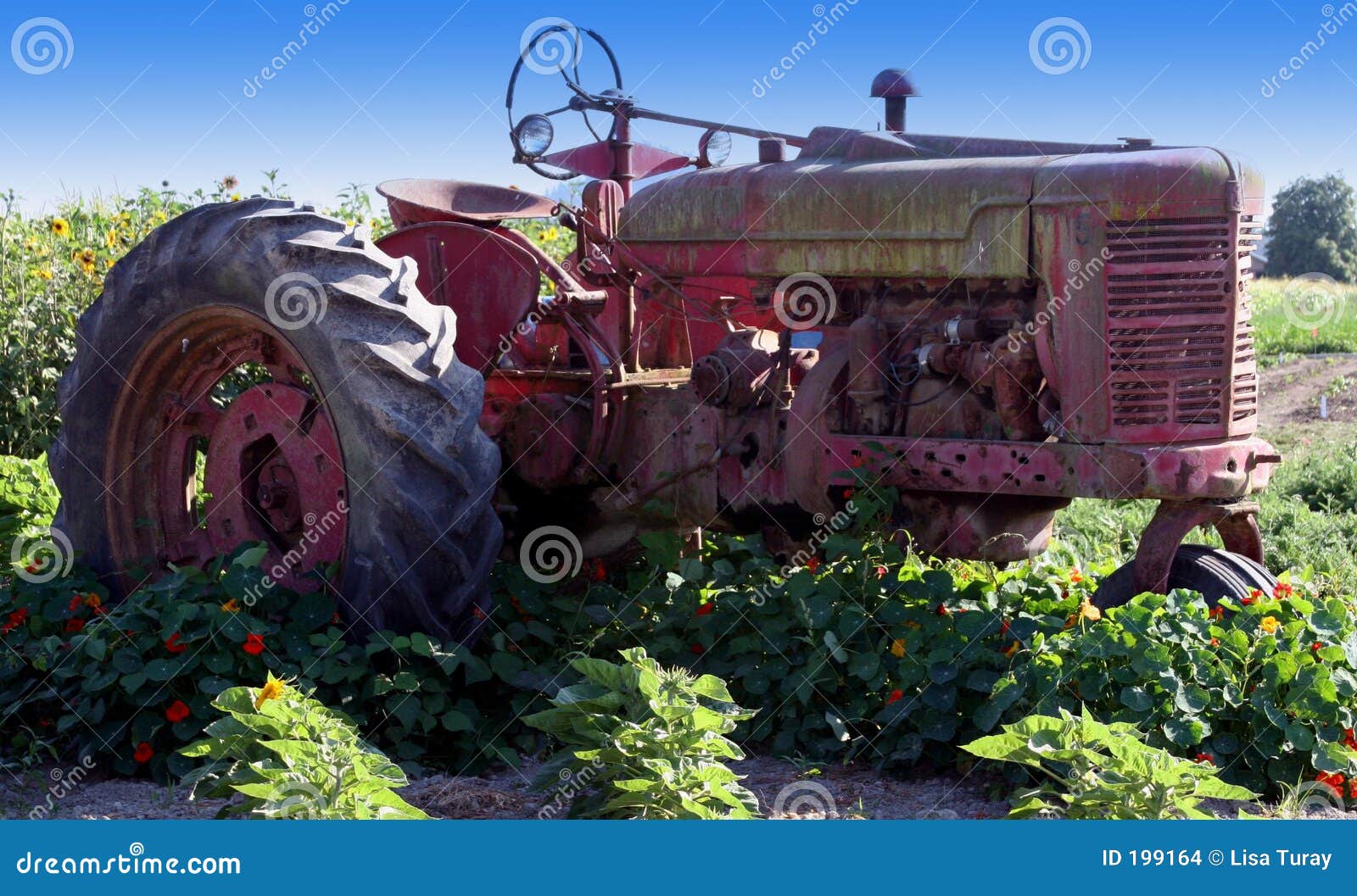 Tractor in field stock photo. Image of tractor, plants - 199164