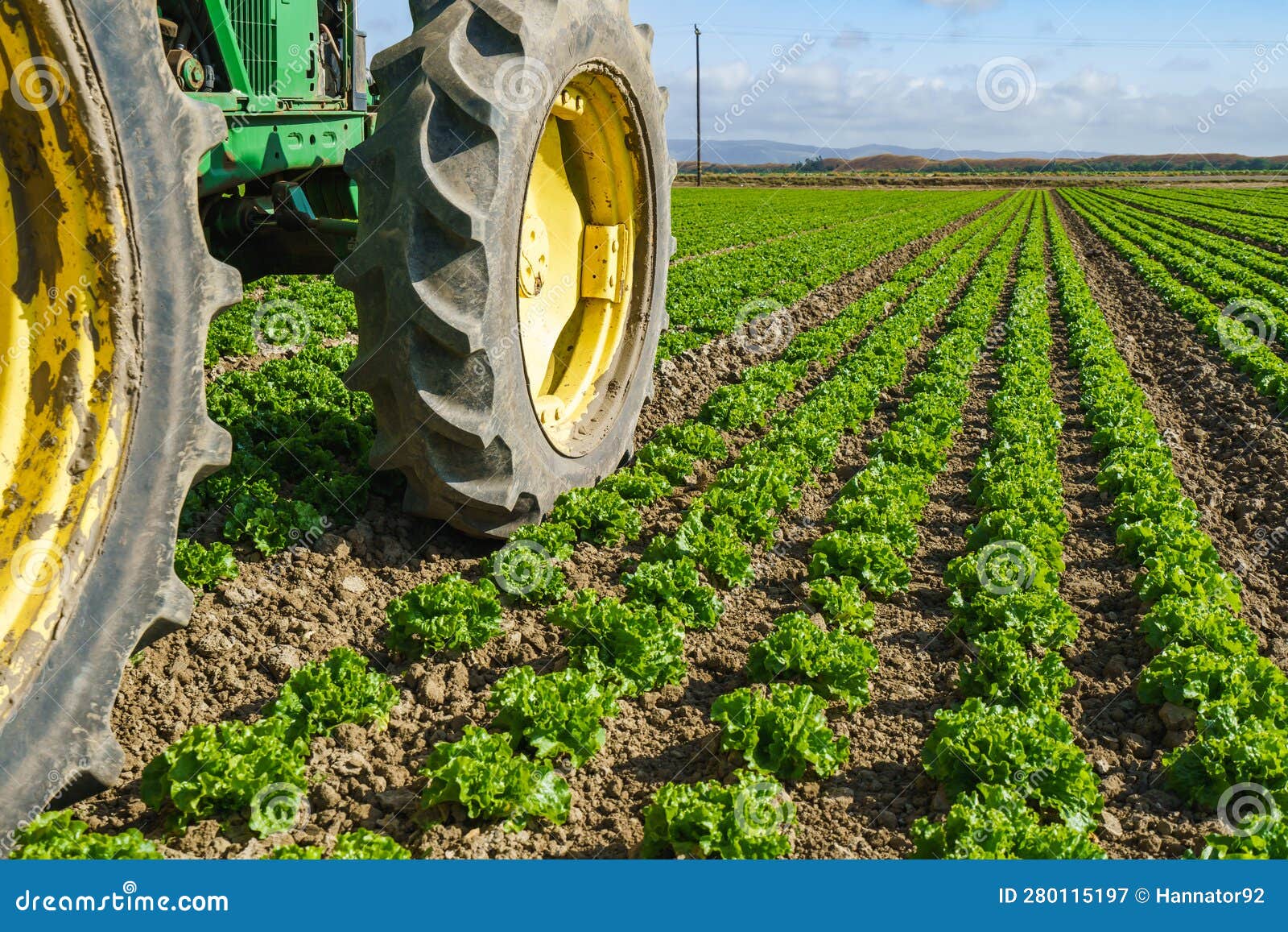 Tractor in a Field of Green Lettuce Plants. the Tractor is Pulling a ...