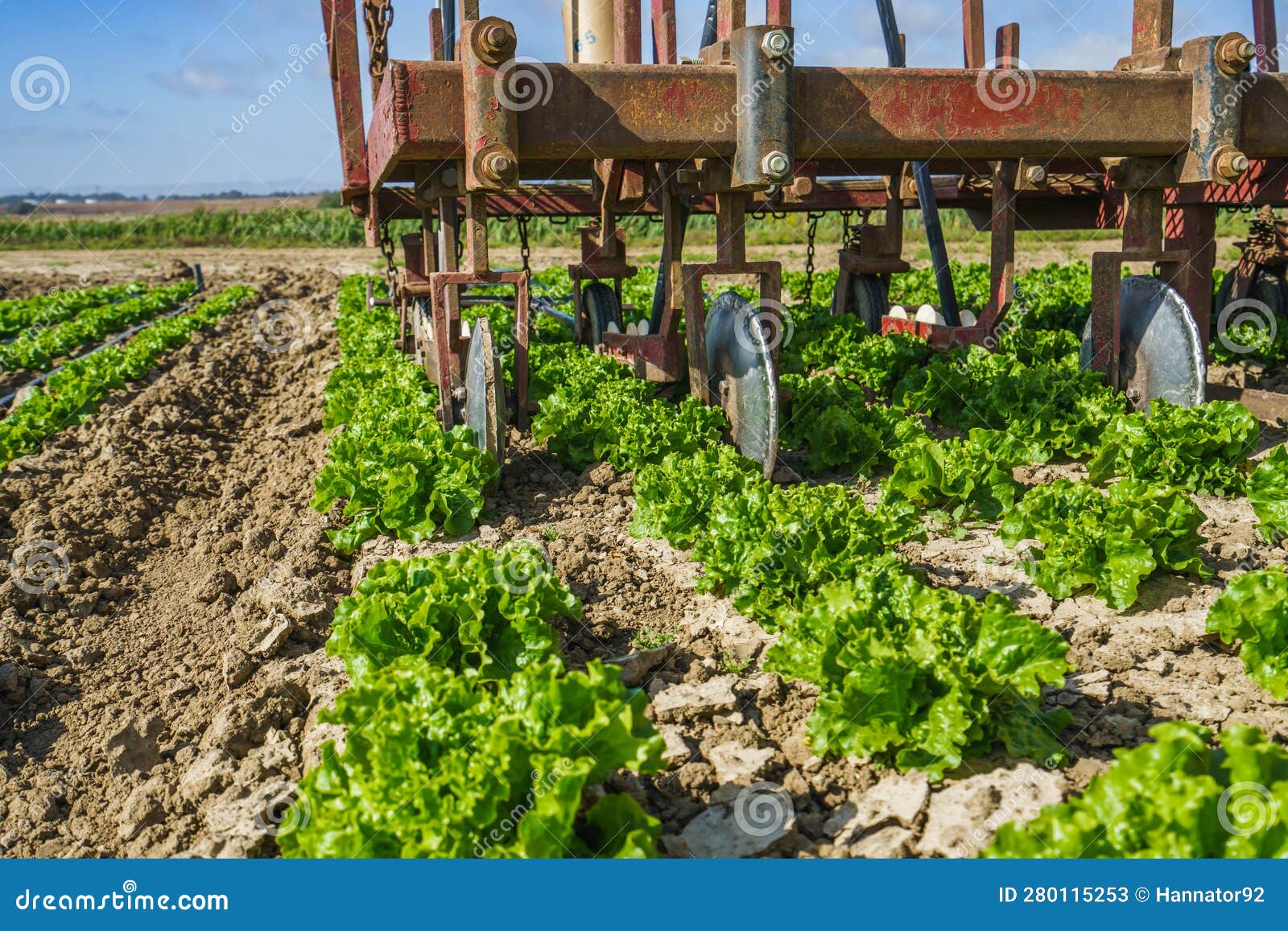 Tractor in a Field of Green Lettuce Plants. the Tractor is Pulling a ...