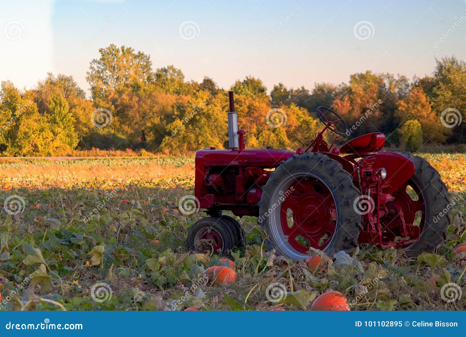 Tractor in a Field of Pumpkin Stock Image - Image of classic, nature ...