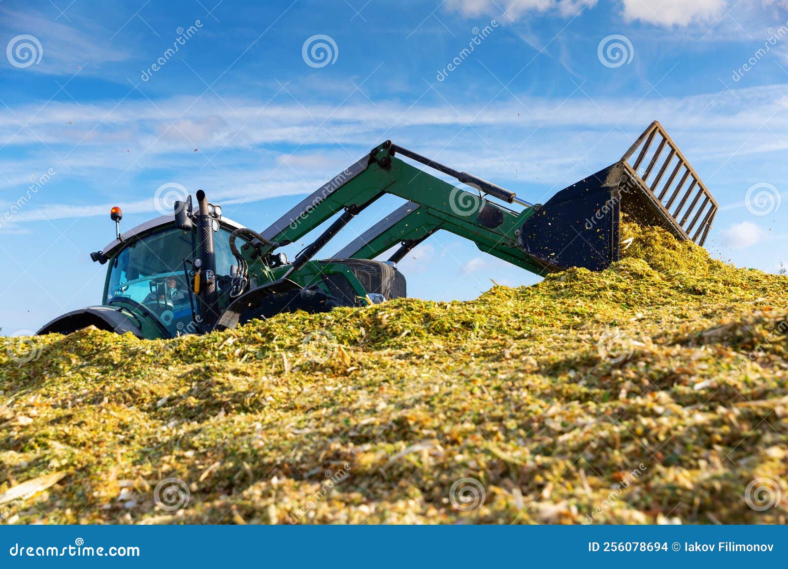 Harvesting of silage stock photo. Image of maize, harvested - 256078694
