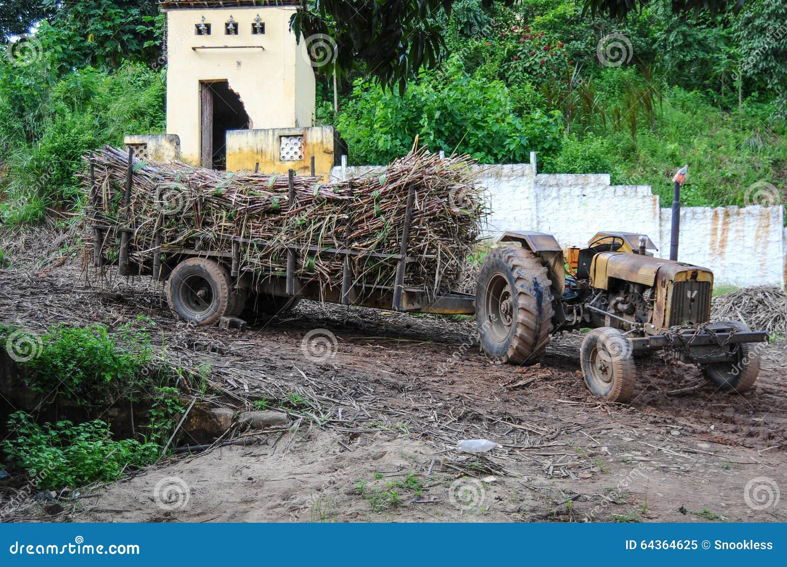Sugar Cane in tractor stock image. Image of food, gather - 64364625