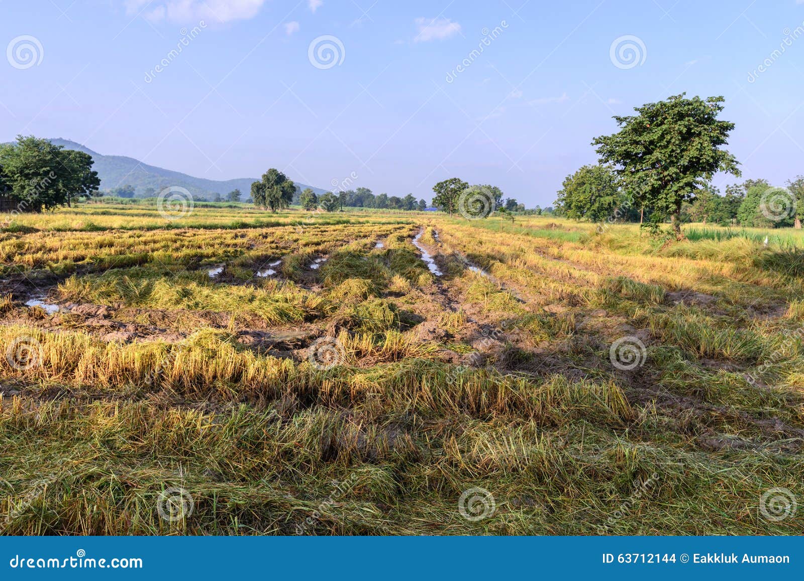 Tractor Harvester Tracks In Muddy Rice Field Stock Photo ...