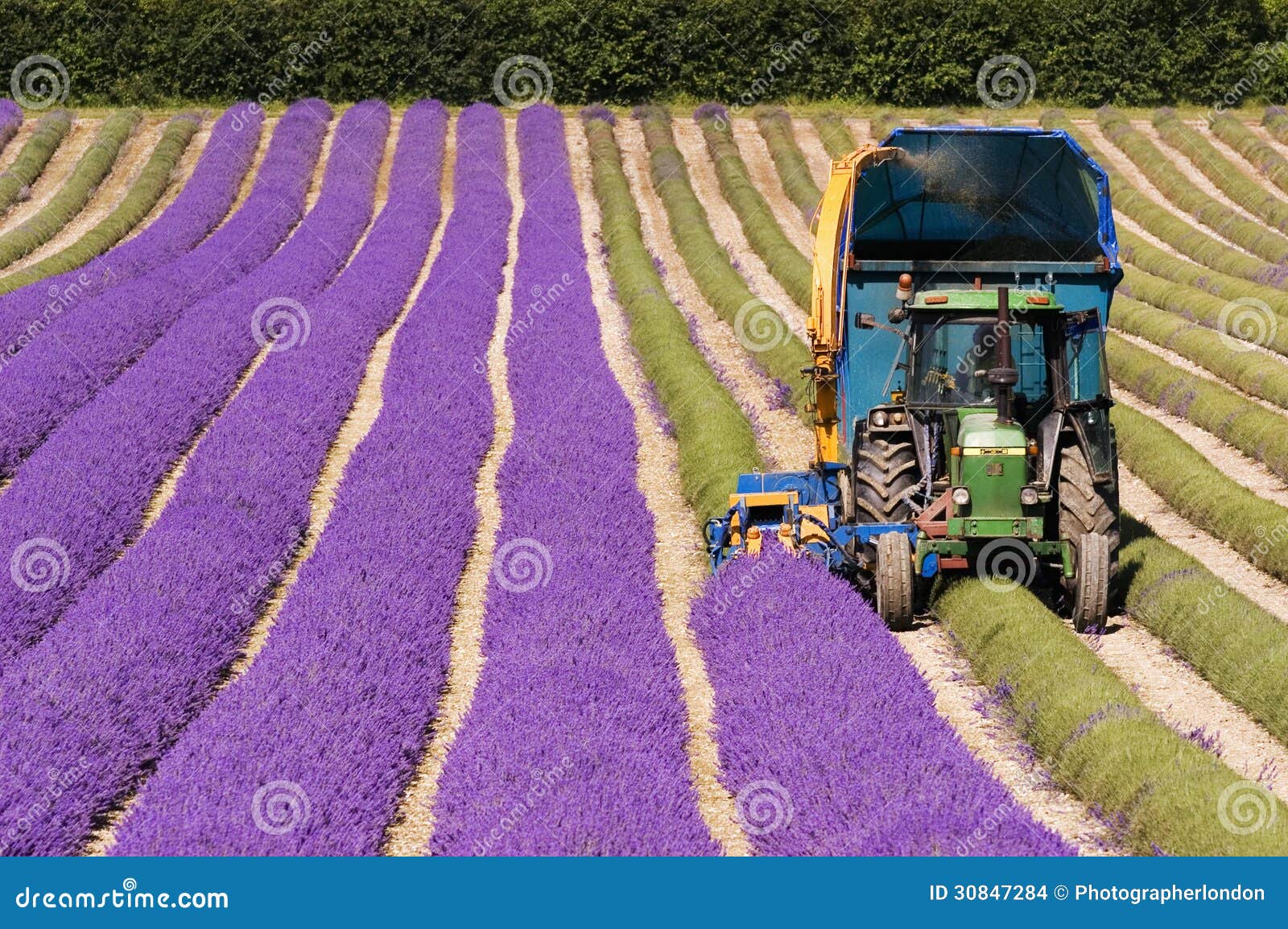 Tractor Harvesting Field of Lavender Stock Photo - Image of outdoors ...