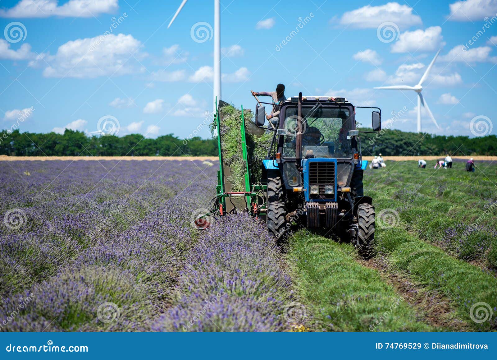 Tractor Harvesting Field of Lavender Stock Image - Image of colors ...