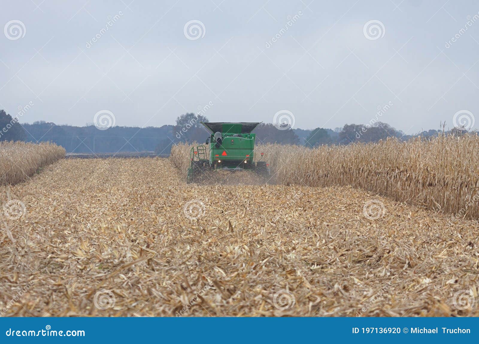 Tractor Harvests Corn in a Field Stock Photo - Image of fauna ...