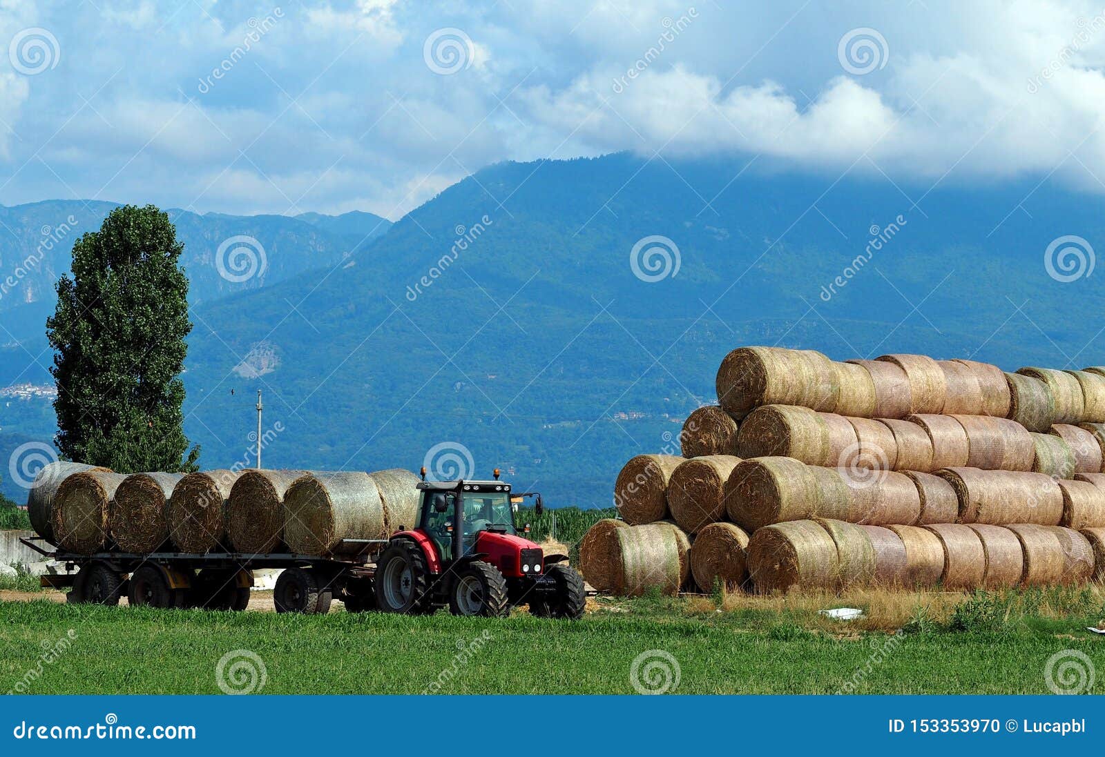 Tractor With Hay Trailer Next To A Large Stack Of Round Hay Bale In A ...