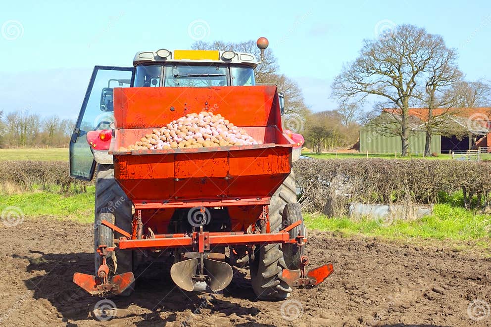 Tractor Hopper with Potatoes Stock Photo - Image of farming, green ...