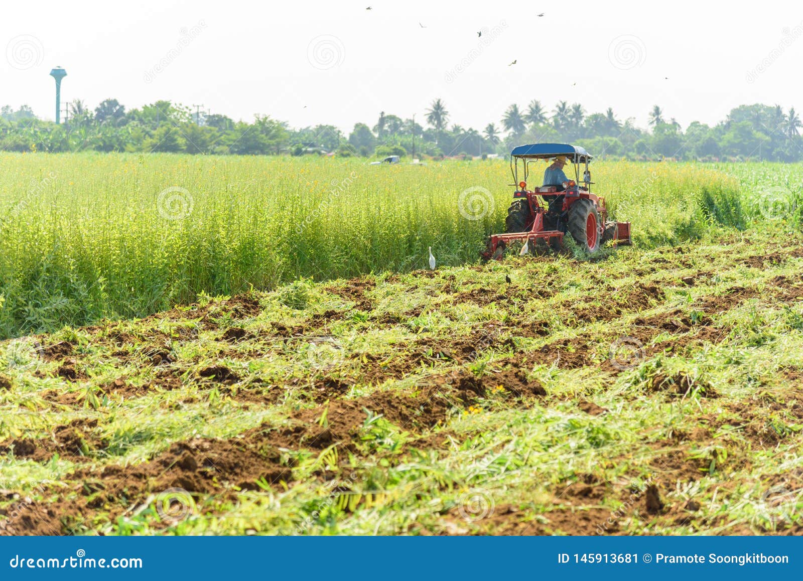 Tractor Incorporation the Green Manure Stock Image - Image of fresh ...