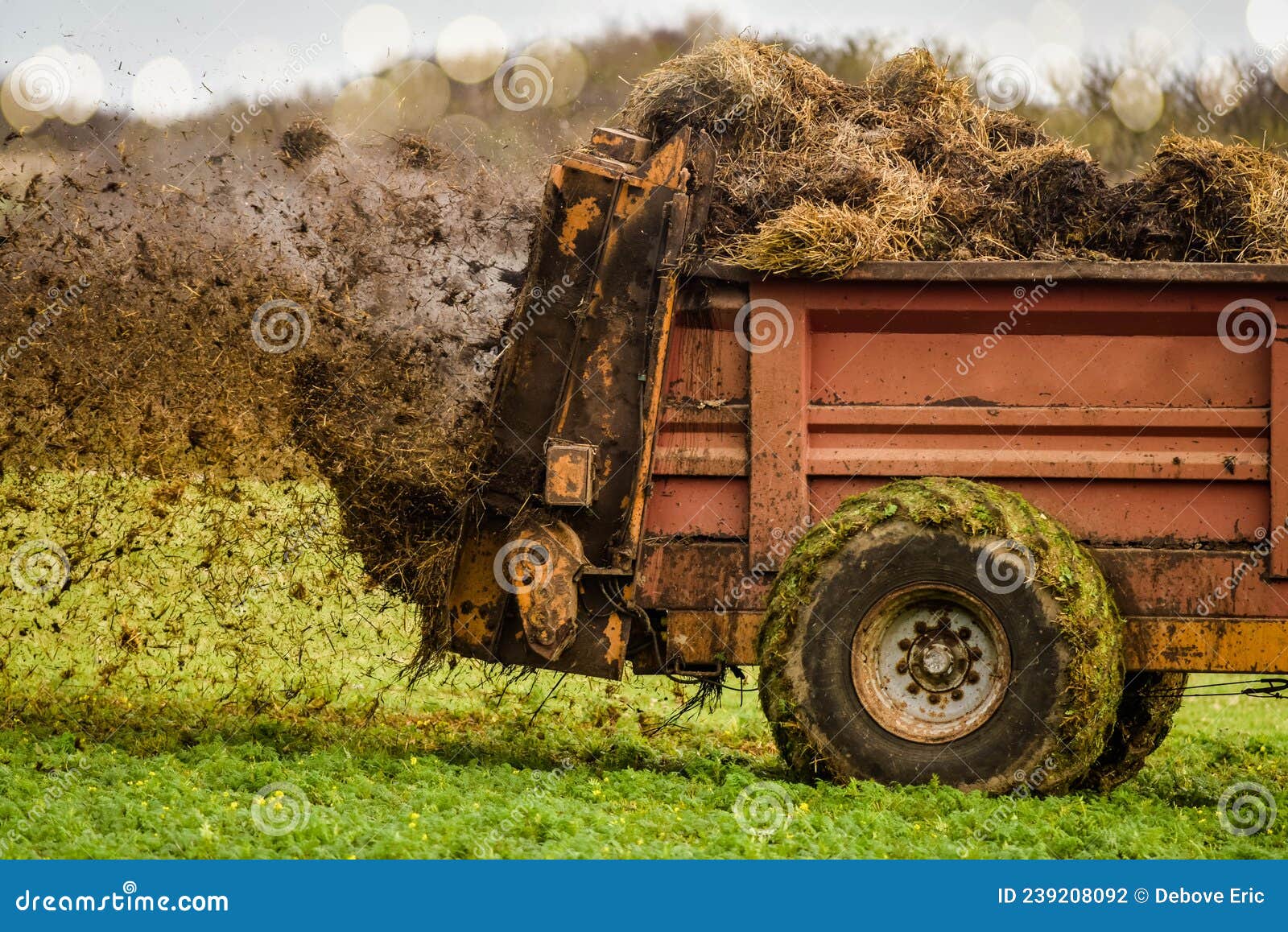 Tractor and Its Spreader Spreading Manure in the Fields Stock Photo ...