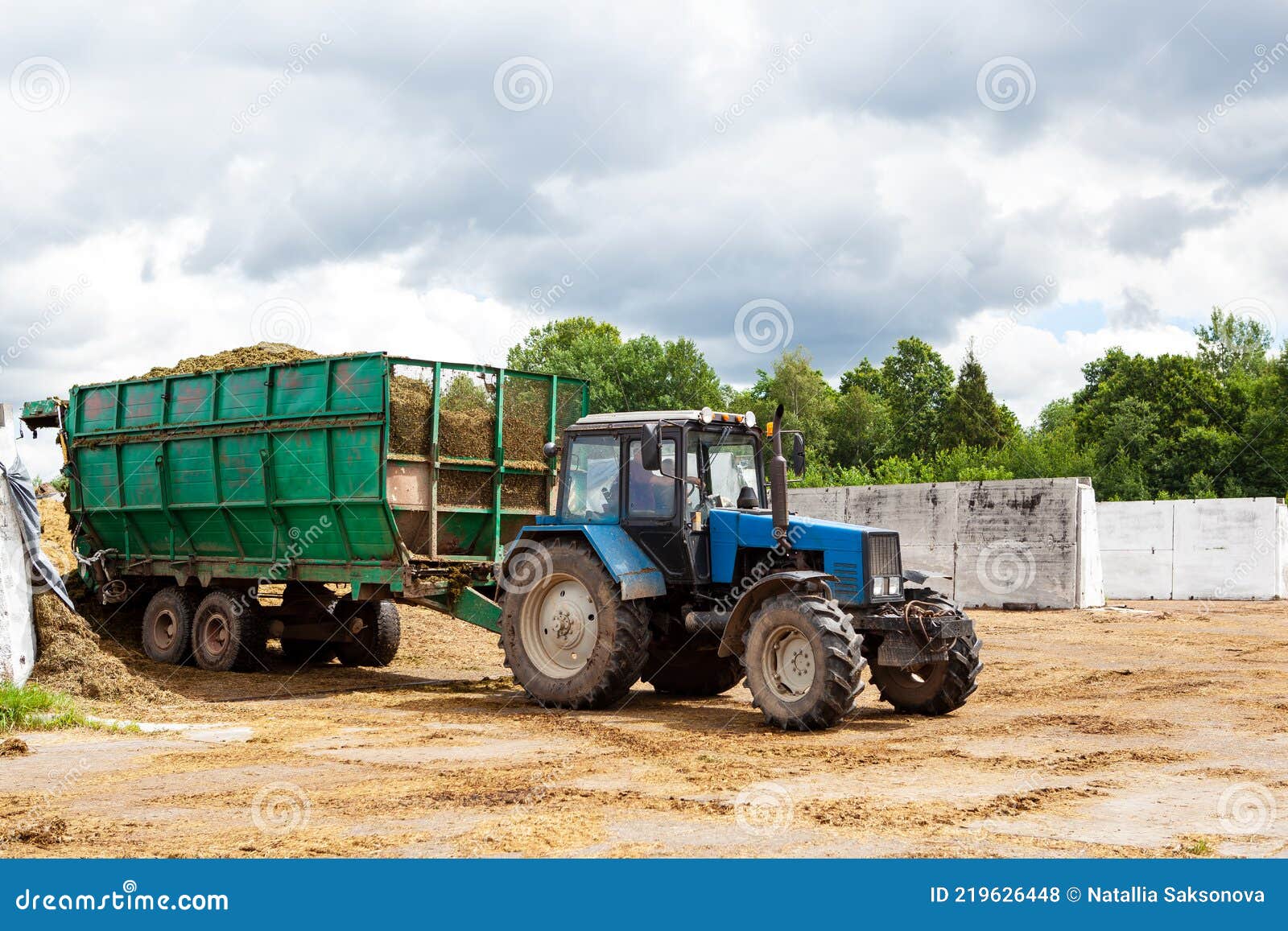 A Tractor with a Large Trailer, Unloads the Silage into a Trash. Stock ...