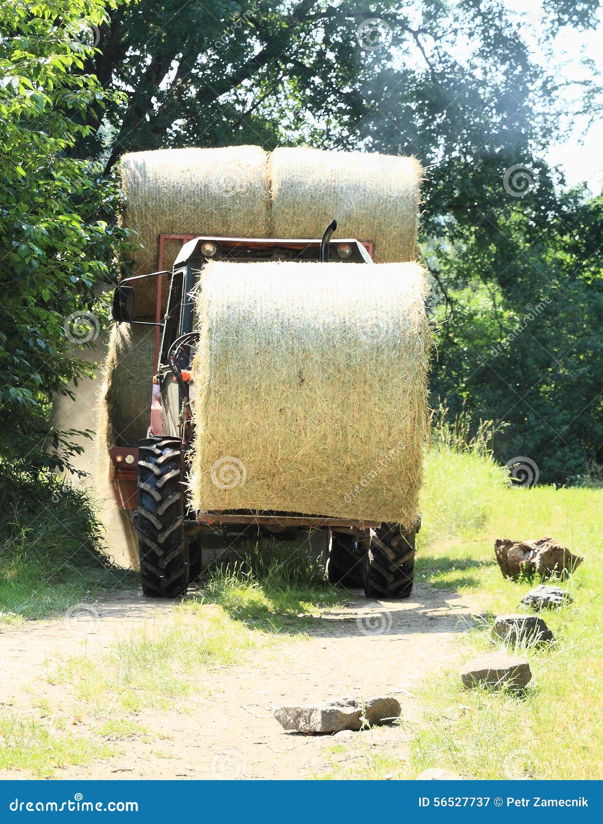 Tractor loaded with hay stock image. Image of work, harvest - 56527737